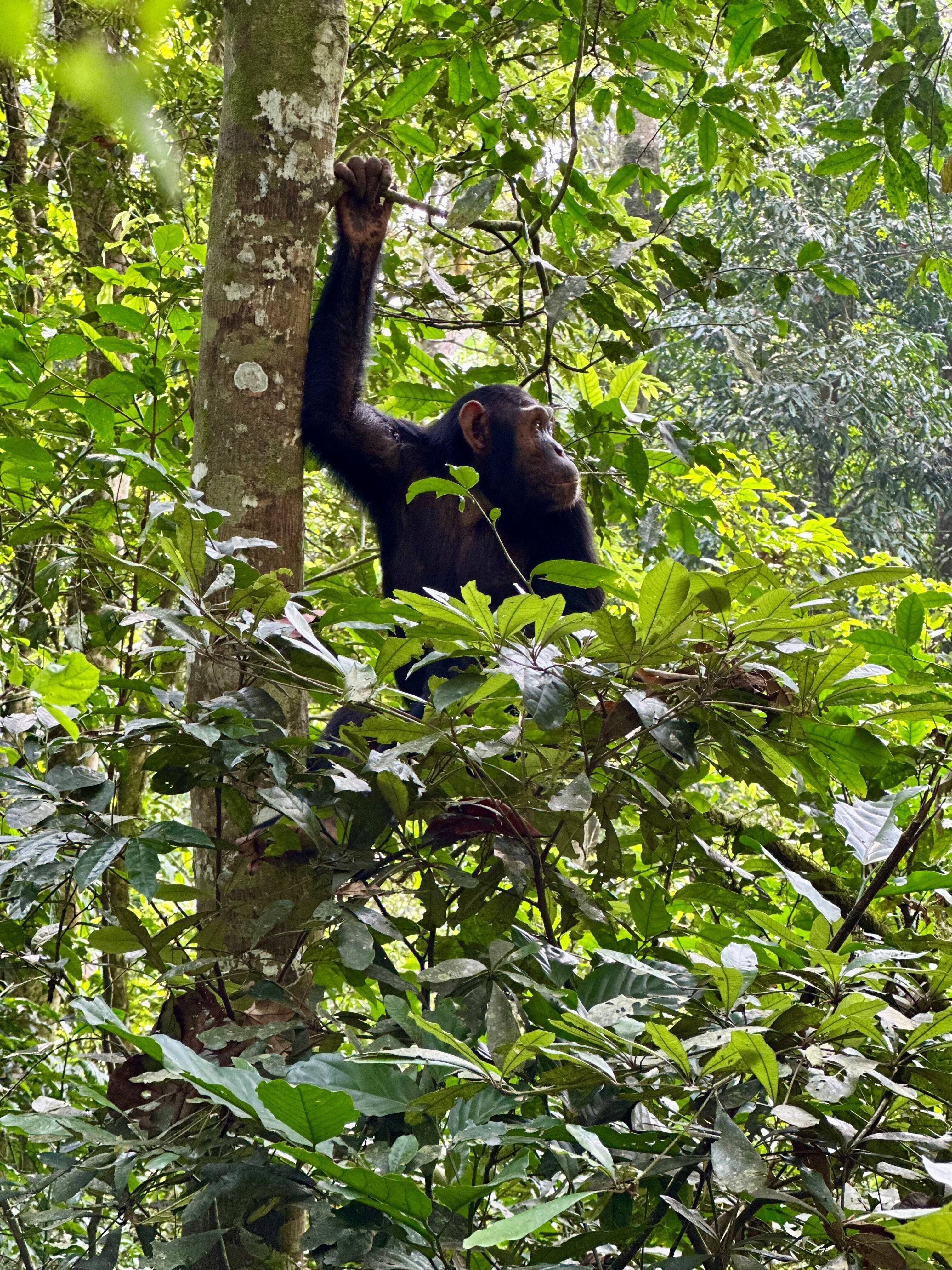 [PHOTOS] Sur la piste des grands singes dans un safari d'aventure en ...