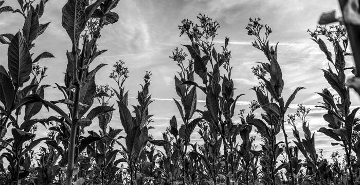 La petite histoire du tabac au Québec | JDM