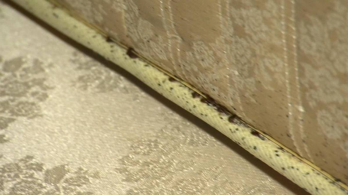 Attention aux punaises de lit: des exterminateurs nous disent quoi ...