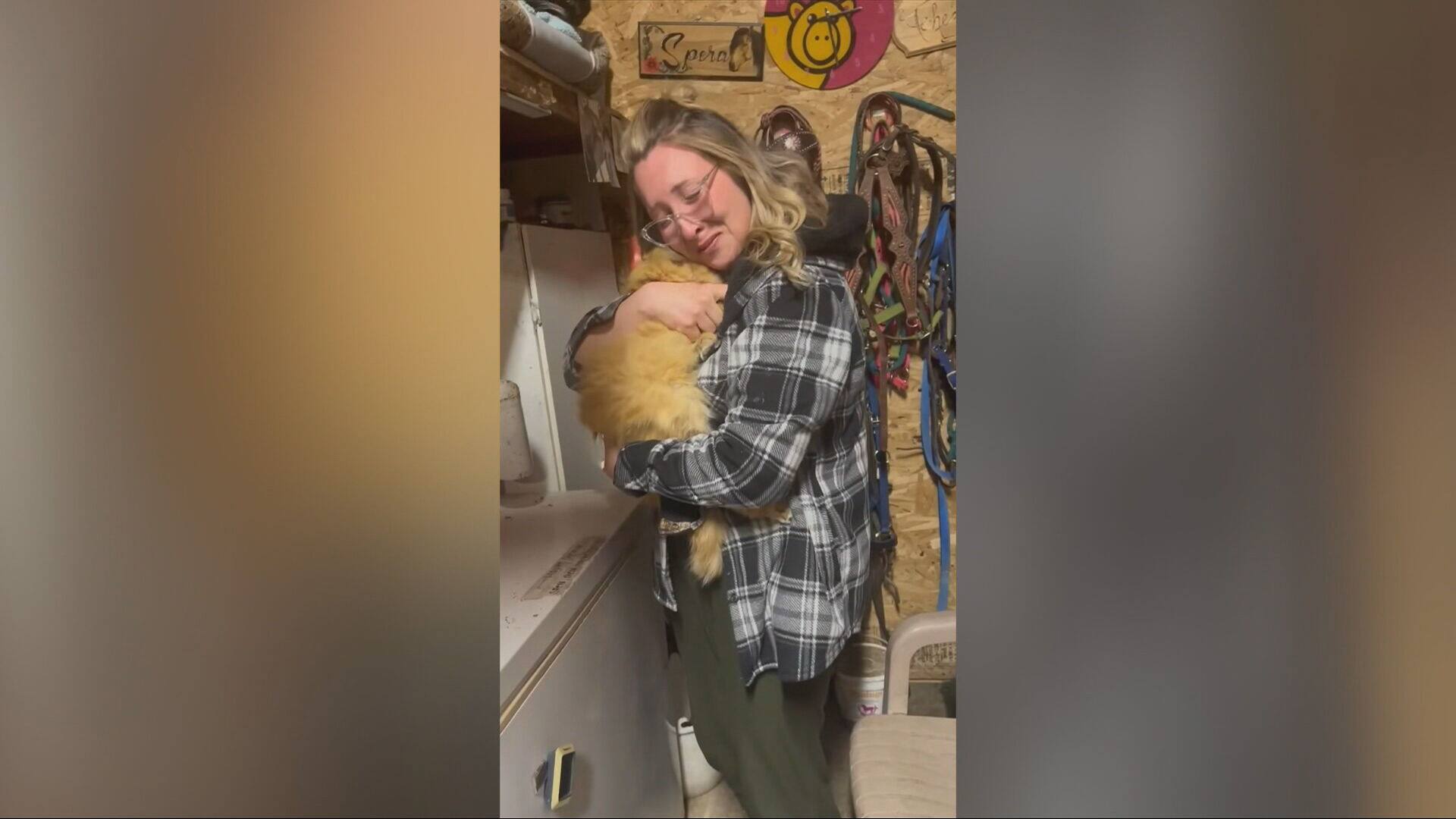 Un chat retrouvé après trois ans à Shipshaw, au Saguenay | TVA Nouvelles