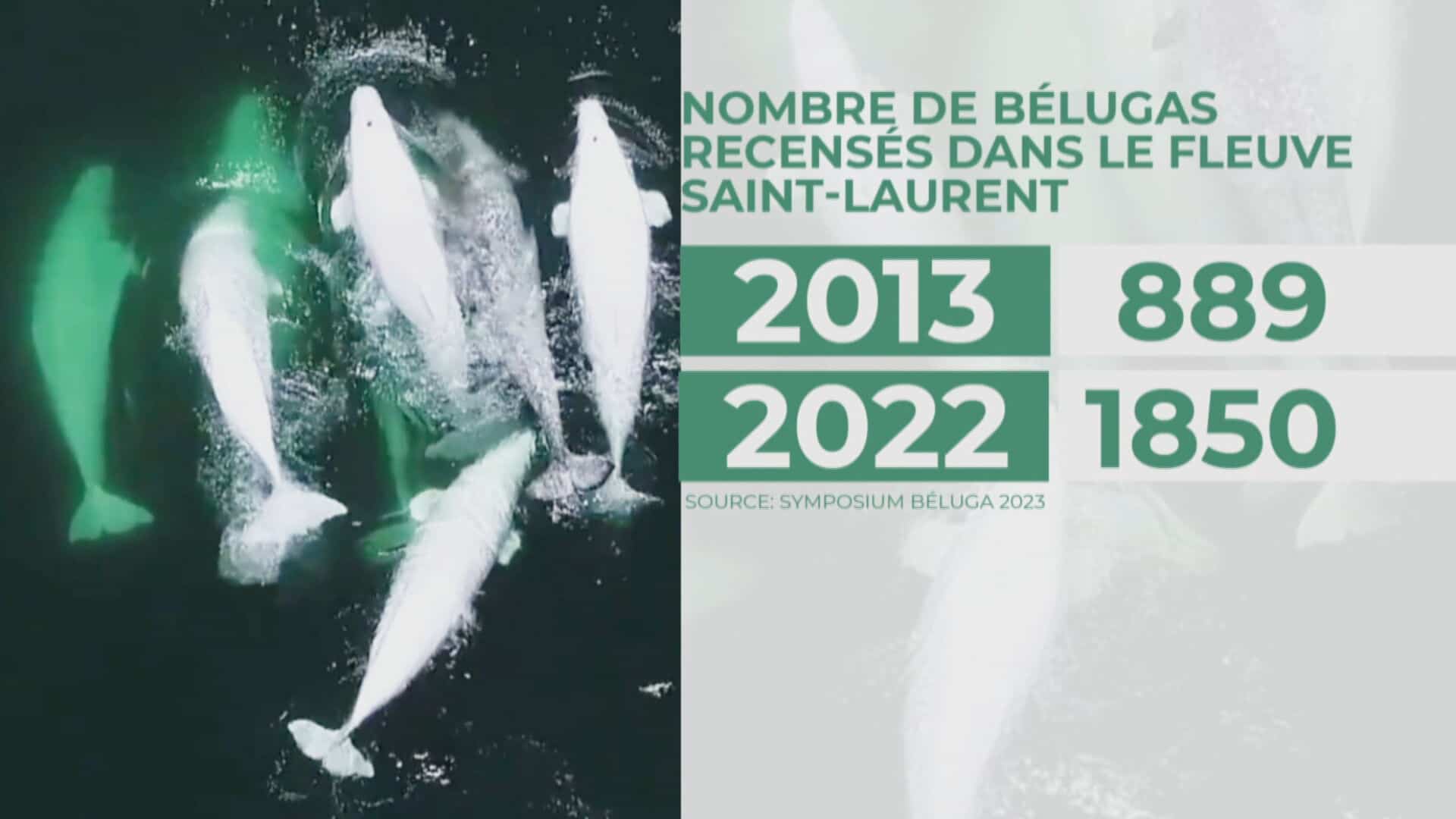 Fleuve Saint-Laurent: les bélugas sont plus nombreux | TVA Nouvelles