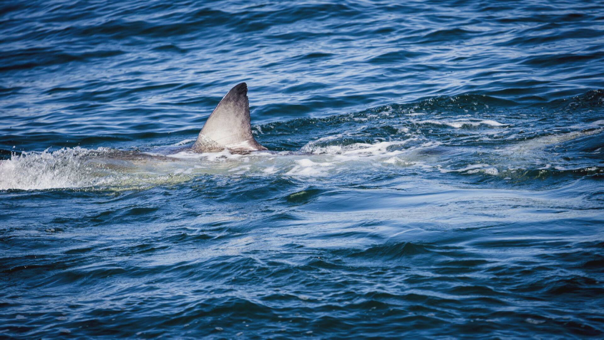 Better tools for tracking great white sharks in Quebec – Archyde