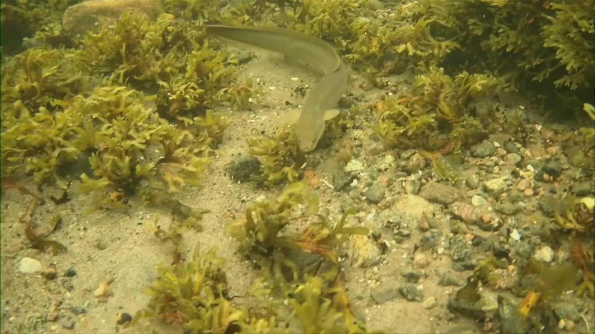 Une passe migratoire pour les anguilles à Sept-Îles | JDQ