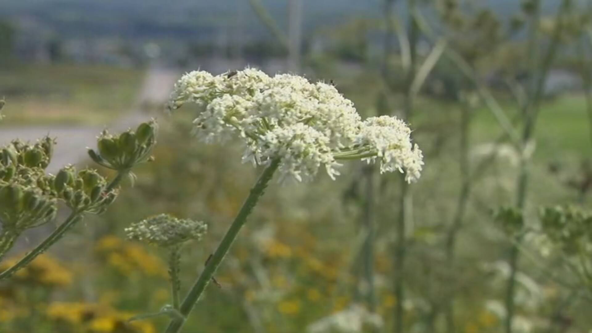 Difficile de lutter contre la berce spondyle | TVA Nouvelles