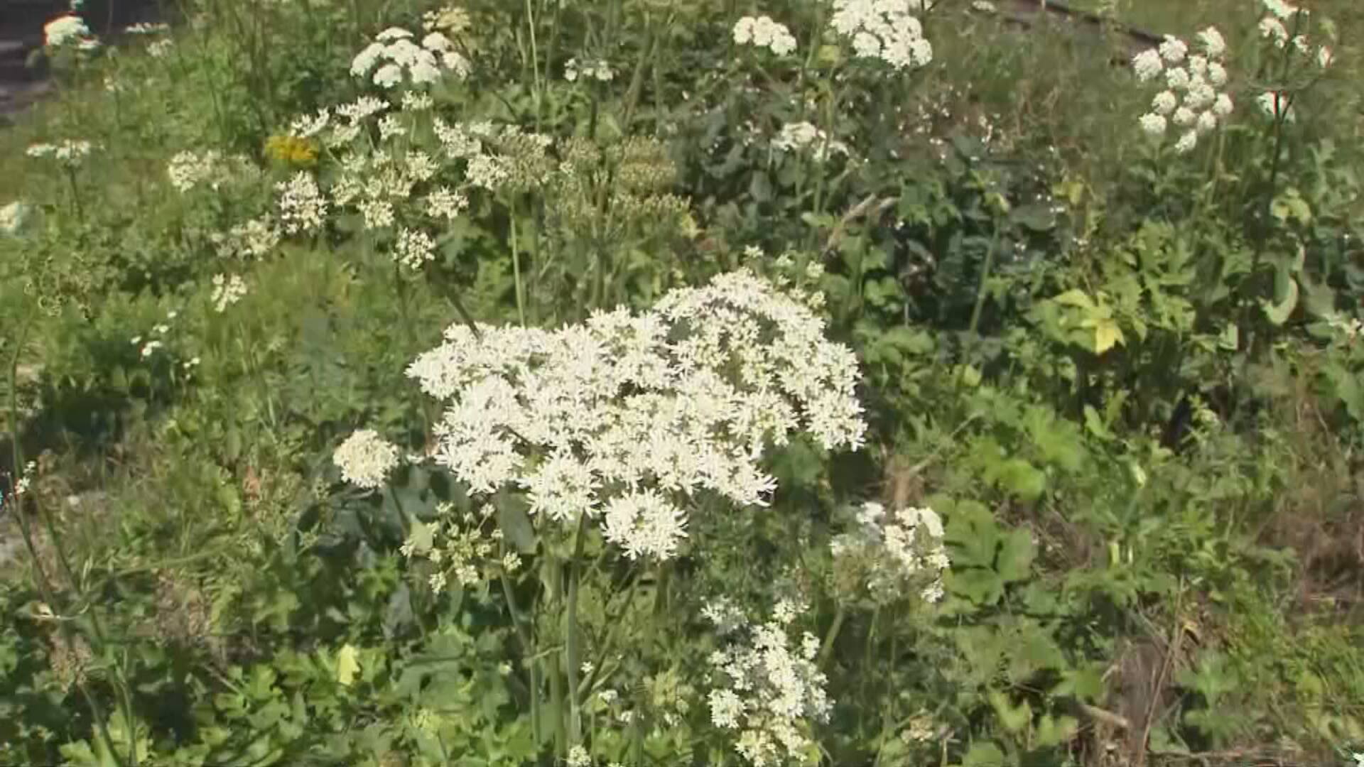 Difficile de lutter contre la berce spondyle | TVA Nouvelles