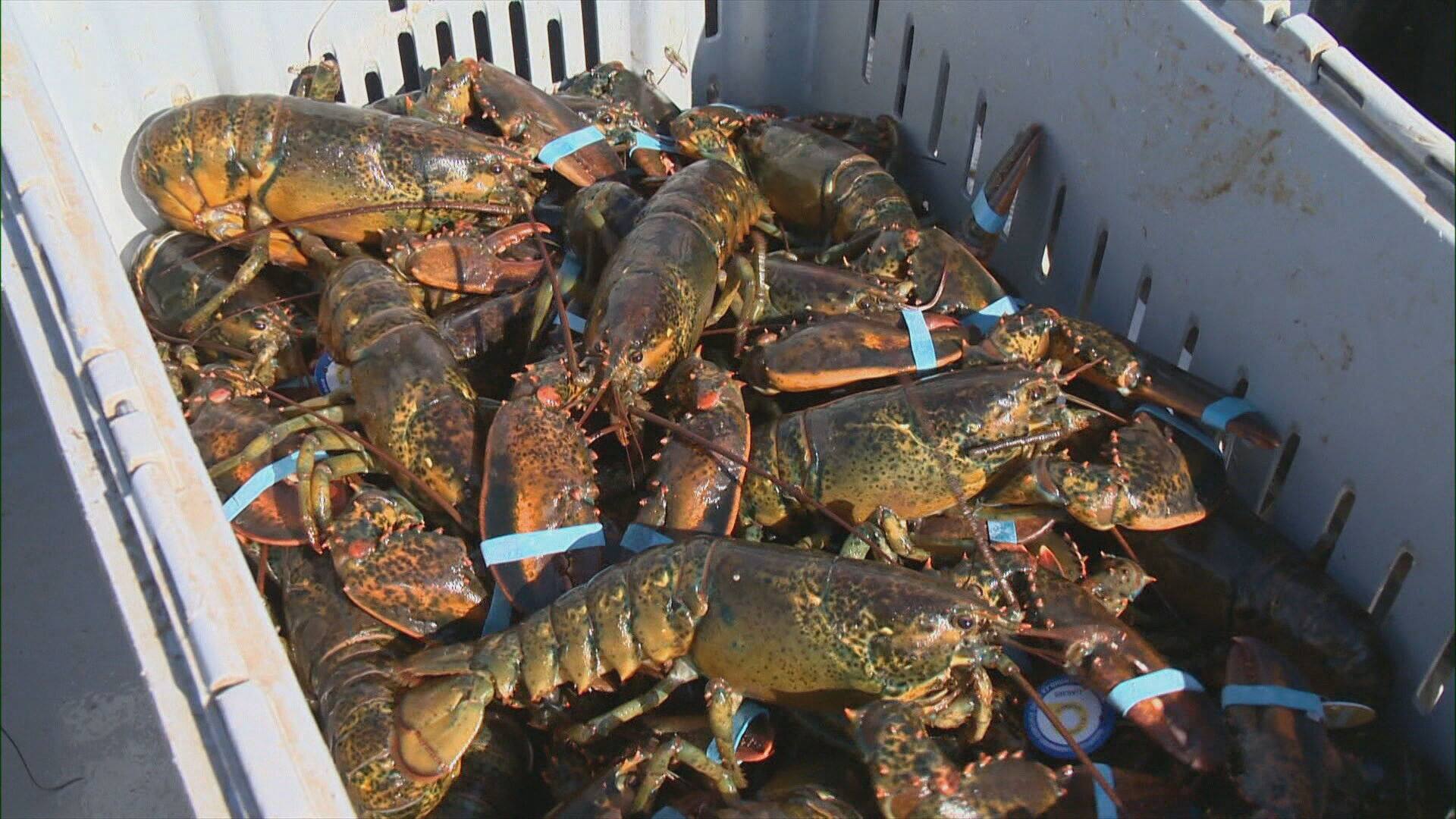Pêche aux homards: une saison record aux Îles-de-la-Madeleine | TVA ...