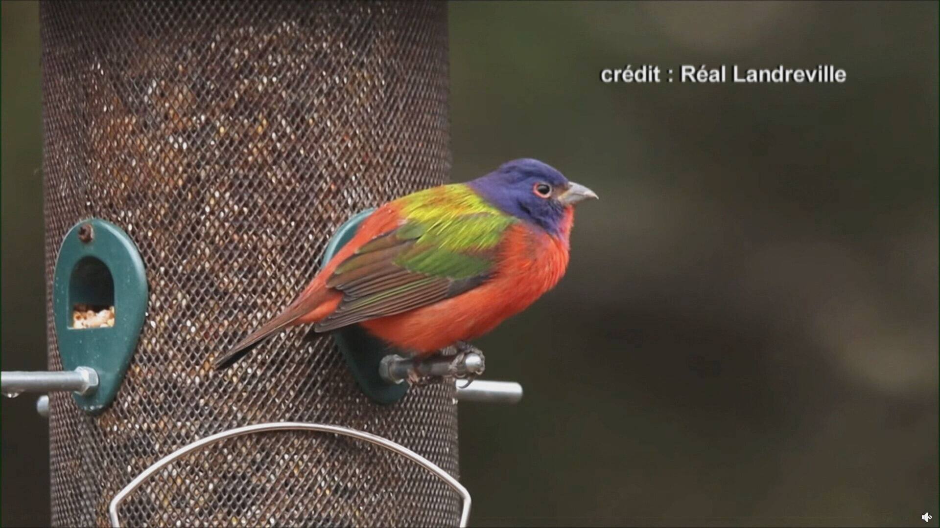 Un oiseau exotique... à Sainte-Luce! | JDM