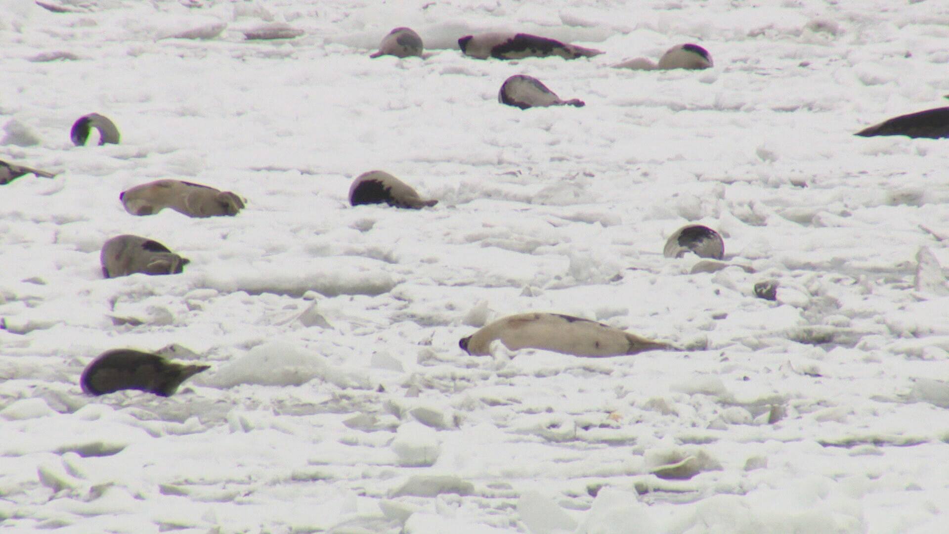 EN IMAGES | «C’est exceptionnel!»: des blanchons observés de près en ...