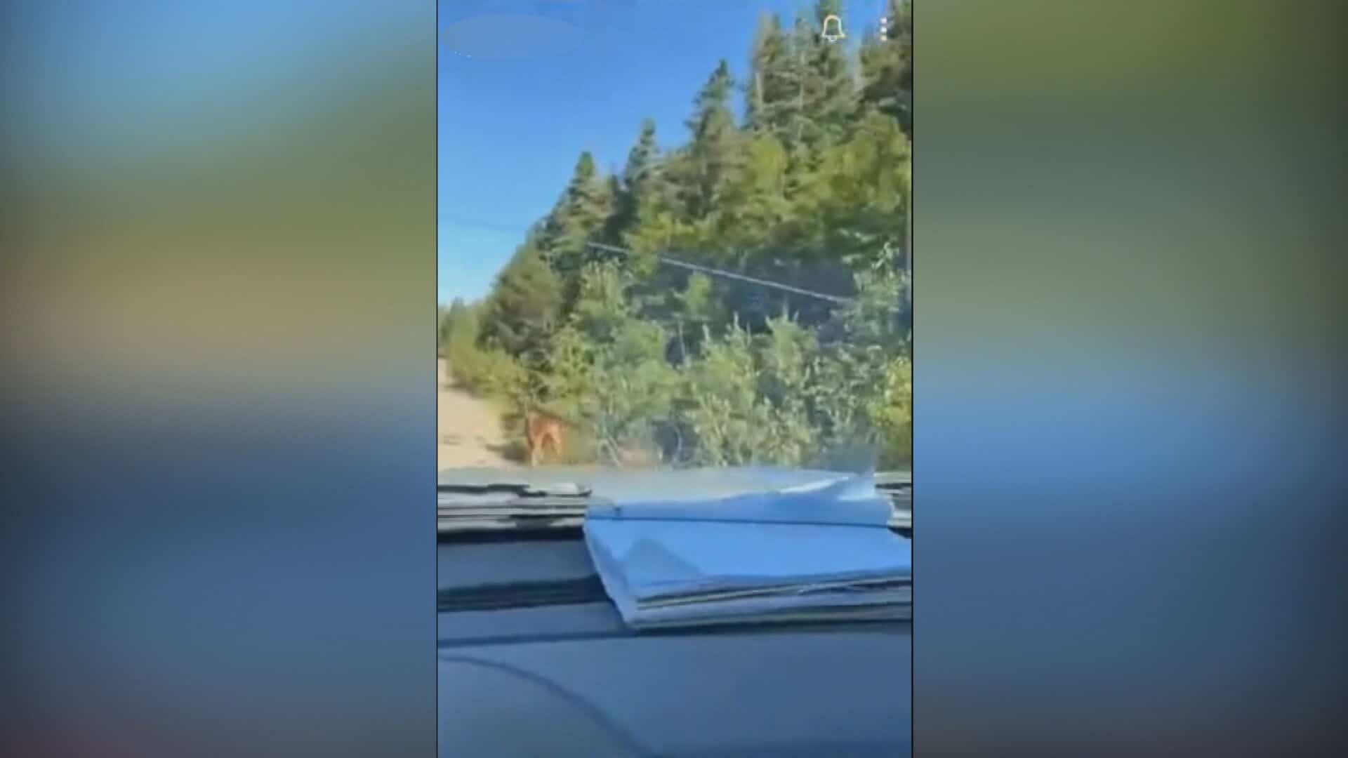 Cruauté animale: l’homme qui a percuté un jeune orignal est de retour ...