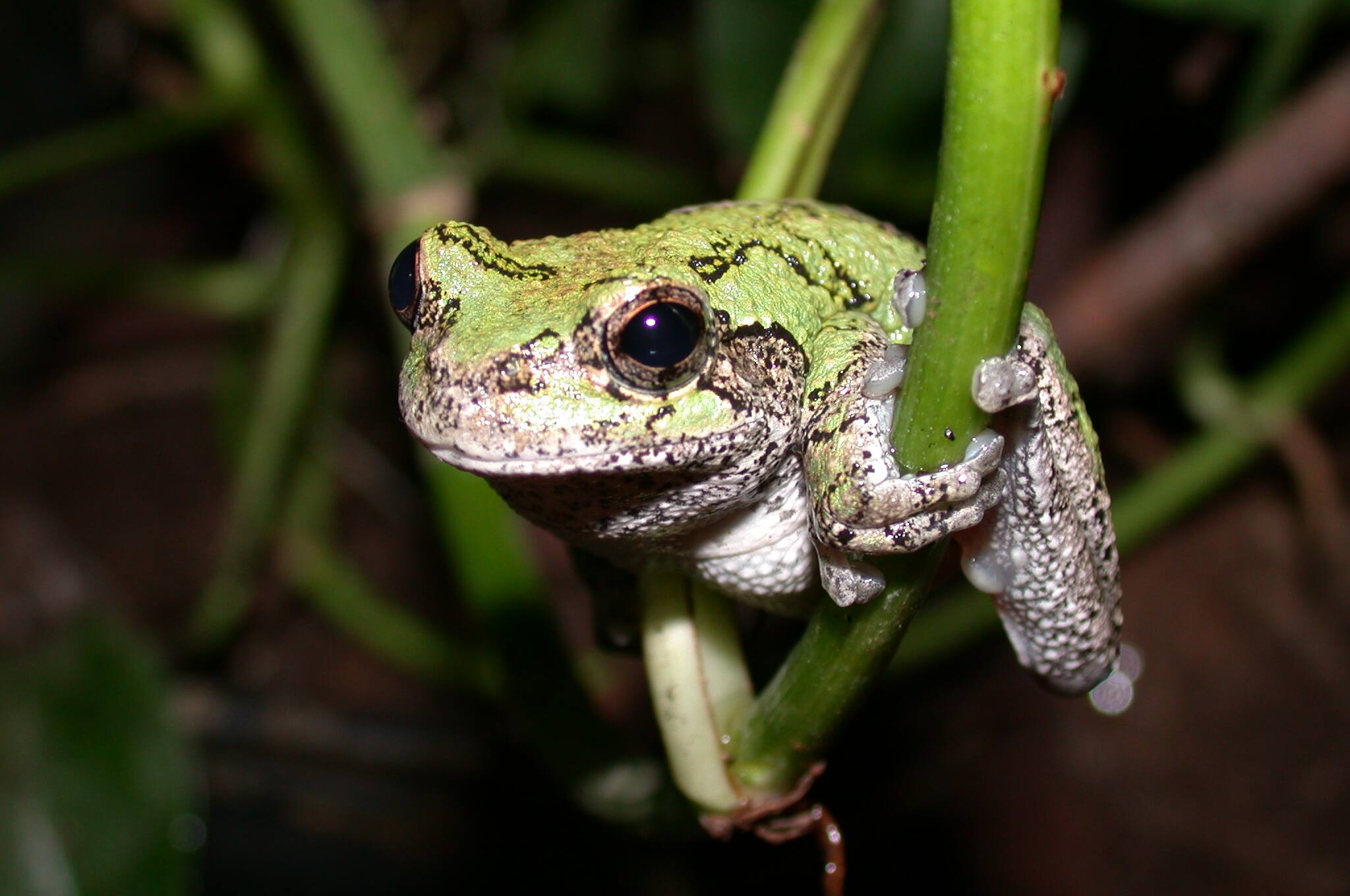 Quatre espèces de grenouilles et de rainettes vont bientôt «ressusciter ...