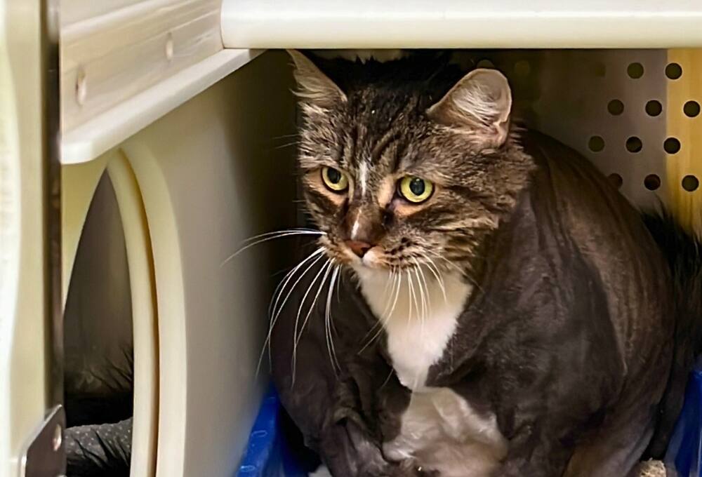 Rosy, 15 ans, a besoin de vous pour révéler sa vraie personnalité ...