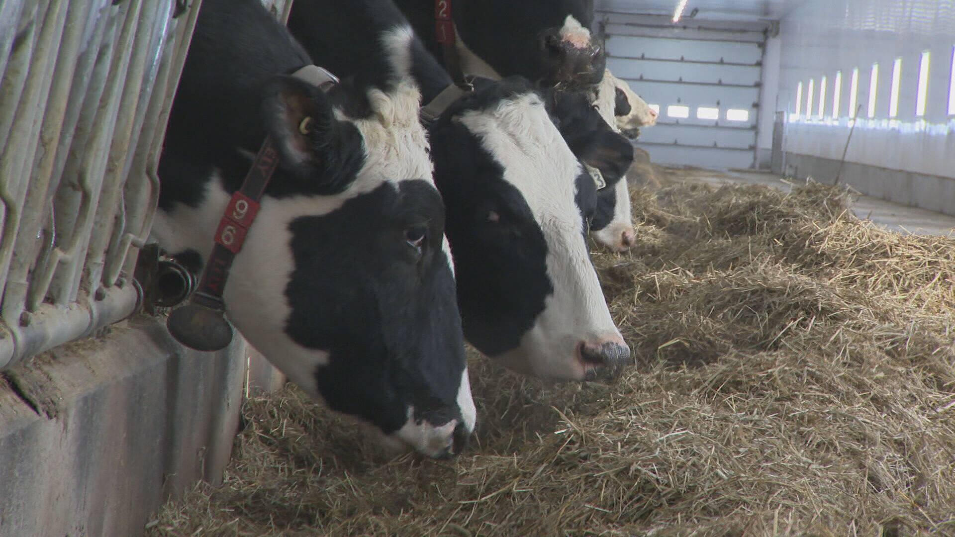 Un homme arrêté pour avoir agressé des vaches | TVA Nouvelles