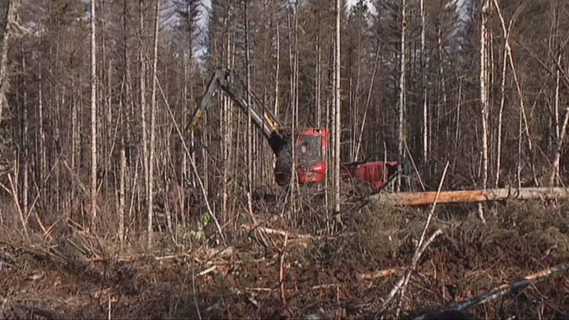 Régime forestier: des entrepreneurs à bout de souffle face aux blocus ...