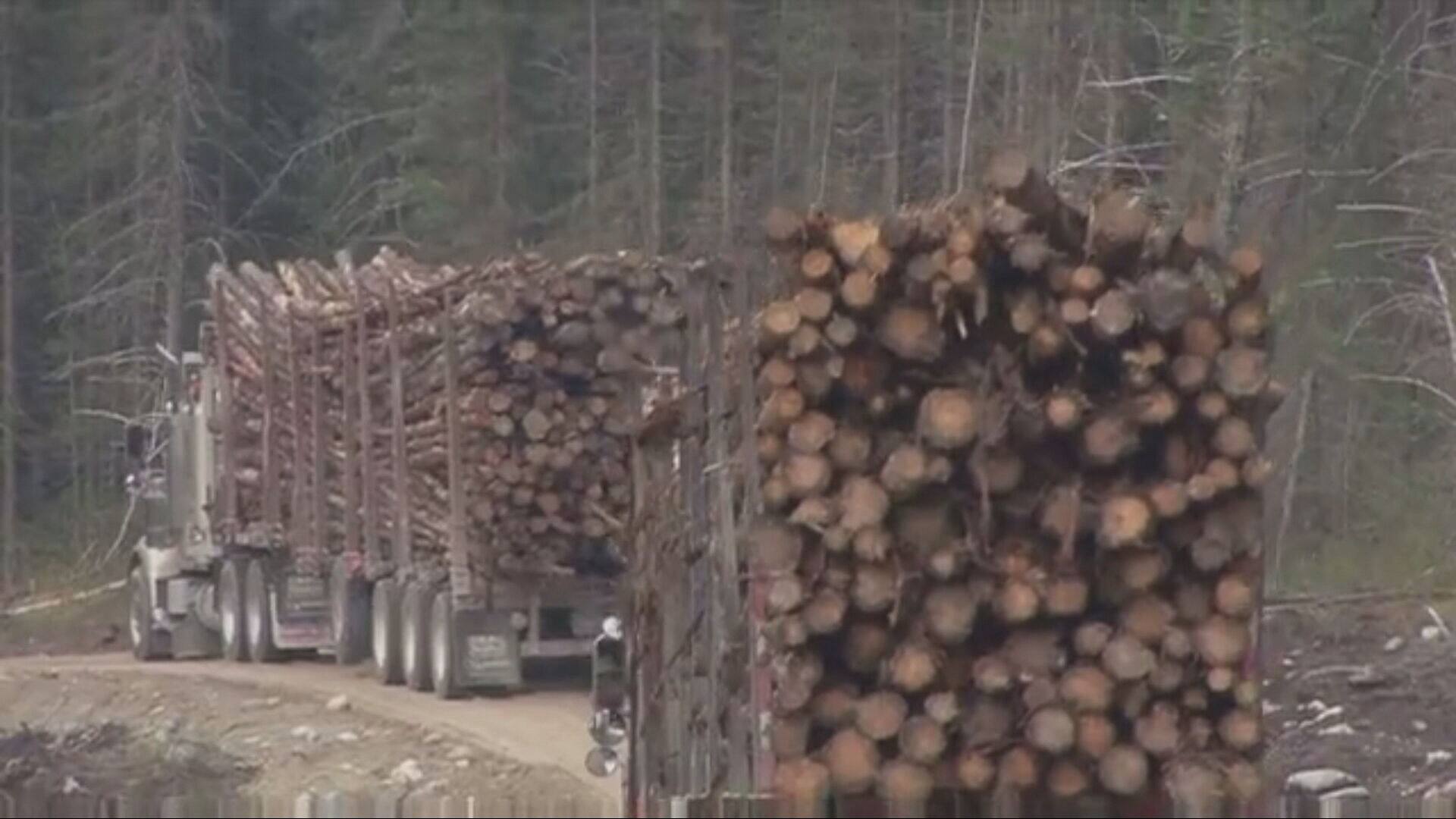 Régime forestier: des entrepreneurs à bout de souffle face aux blocus ...