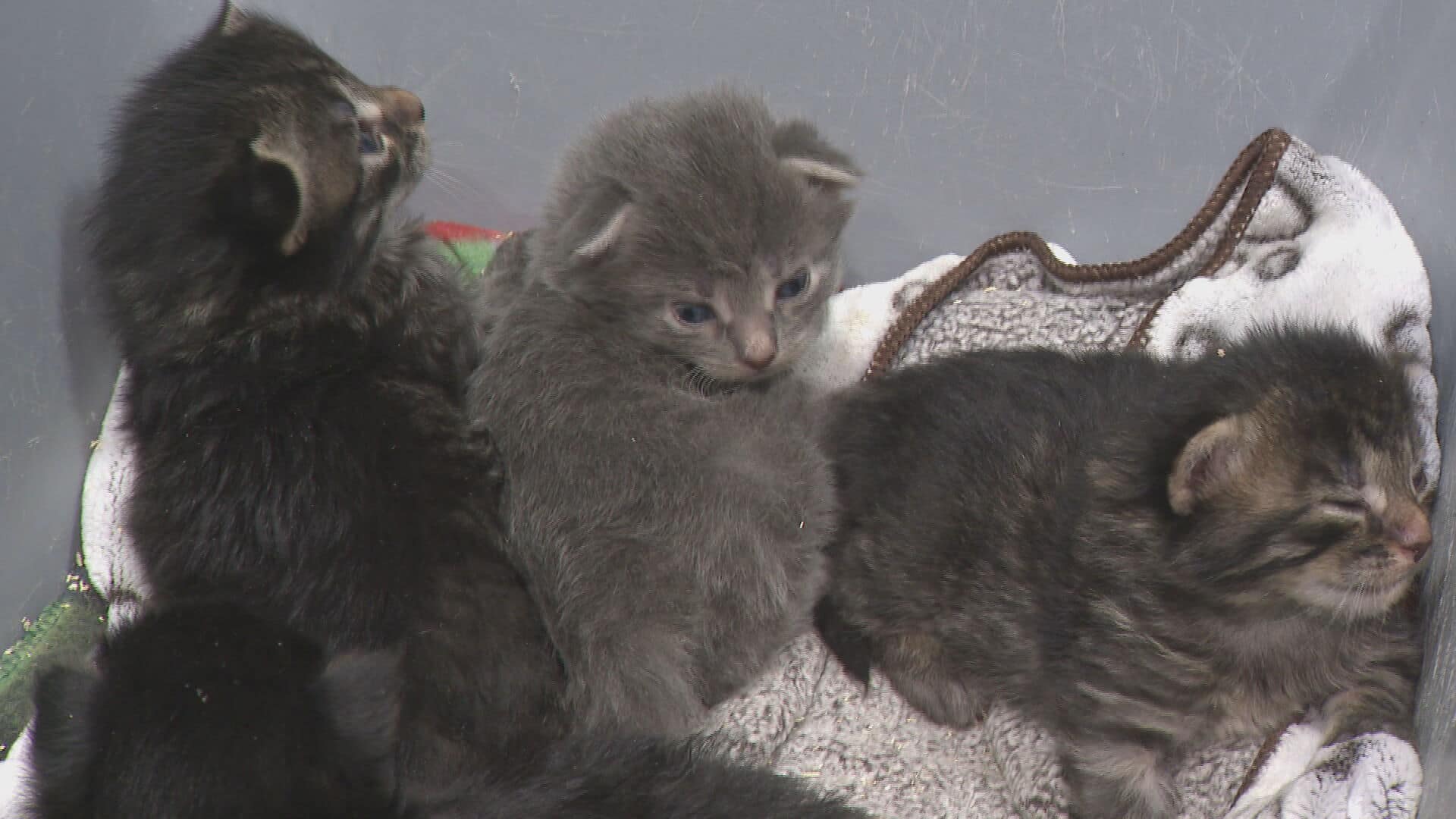 Saguenay: plus de 220 chats à l’adoption à la SPCA | TVA Nouvelles