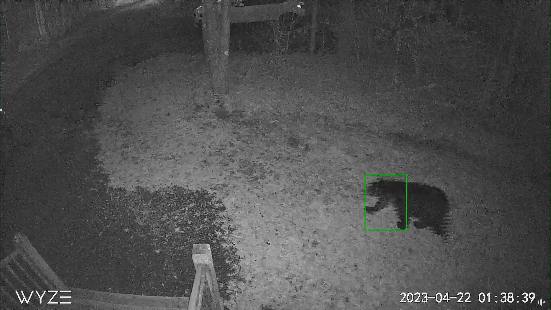 Des ours rôdent encore à Bromont | Le Journal de Montréal