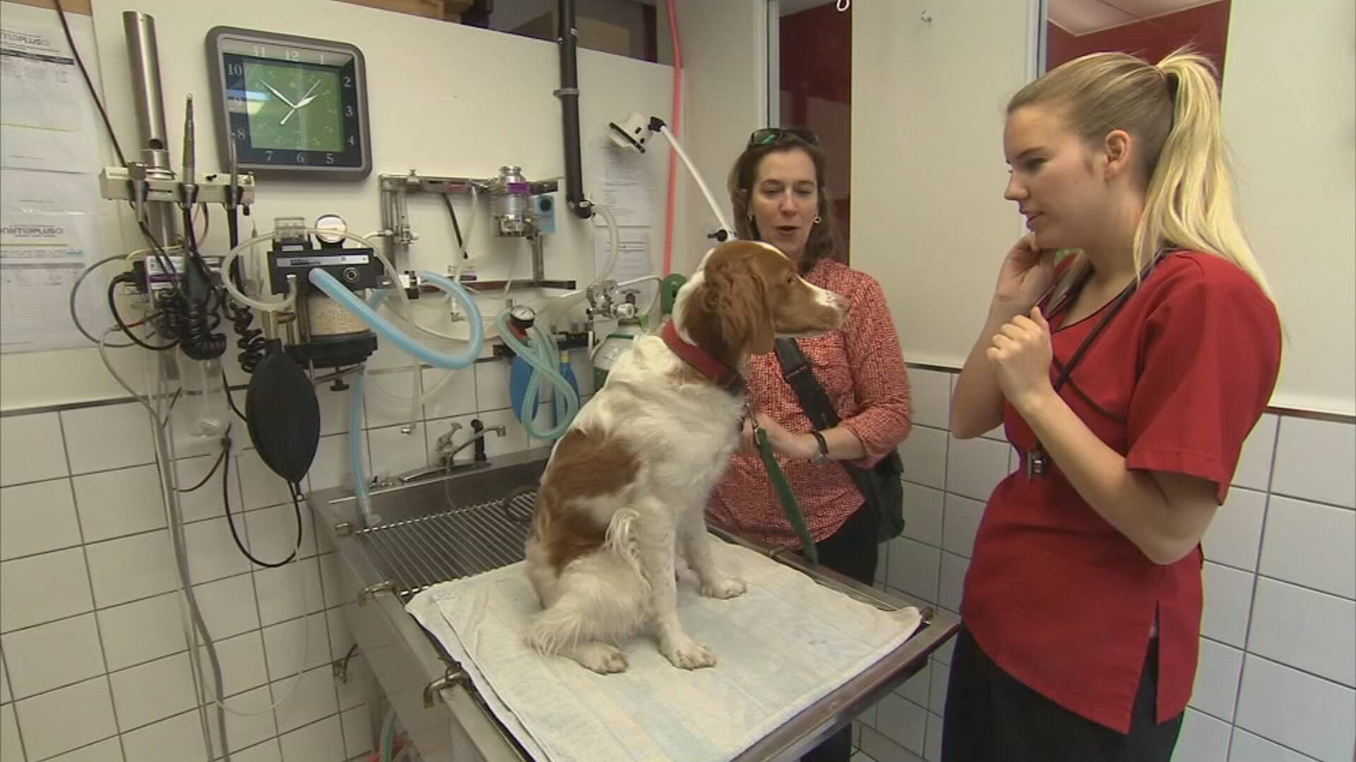 La SPA de l'Estrie déborde de chiens à adopter | TVA Nouvelles