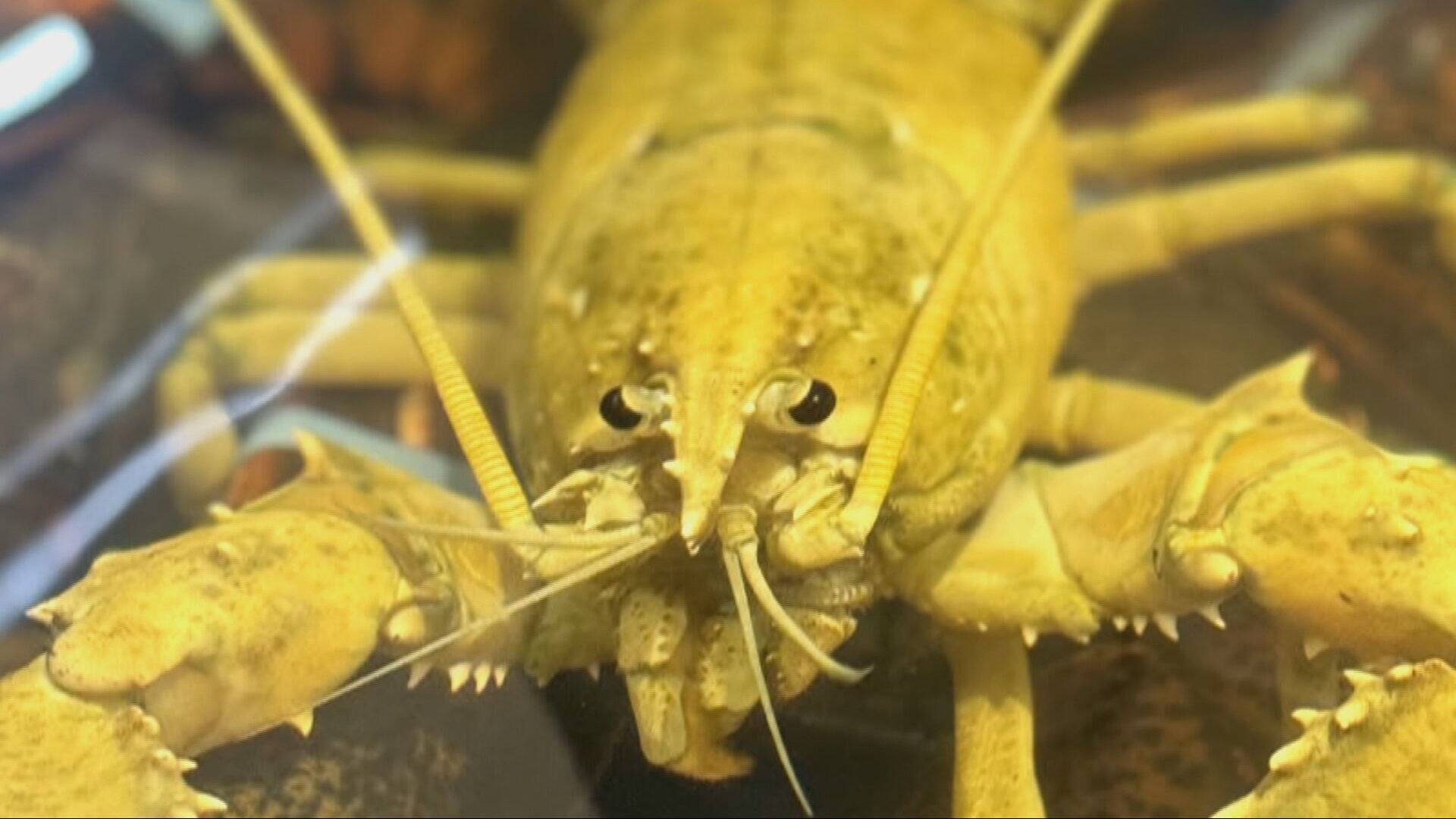 Une chance sur 30 millions: un homard doré capturé à Port-Cartier | JDQ
