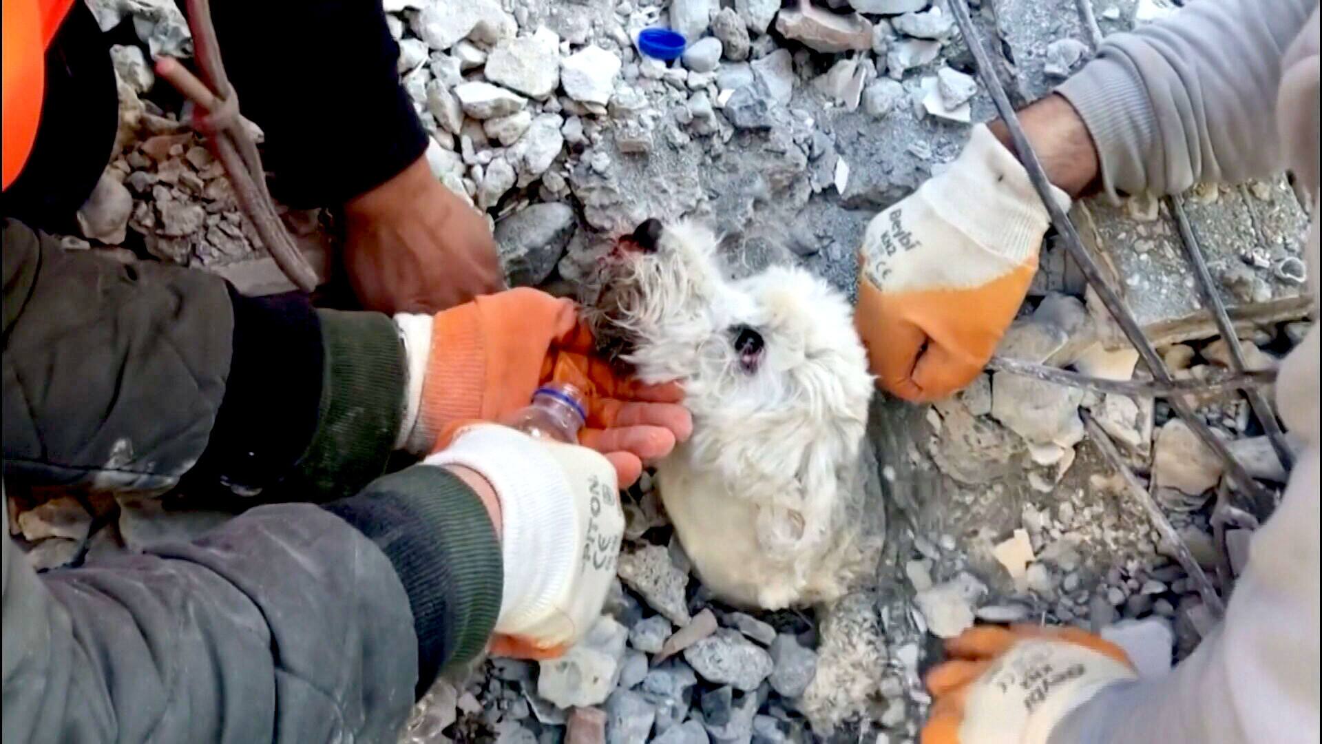 EN VIDÉO | Un petit chien sauvé des décombres en Turquie | TVA Nouvelles
