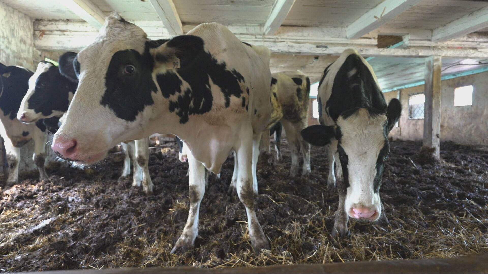 Appel à la vigilance: des vaches en cavale à Saint-Gabriel-de-Rimouski ...