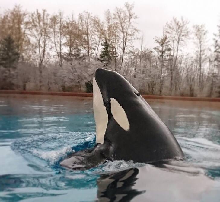 La dernière orque vivant en captivité au Canada est décédée | JDM