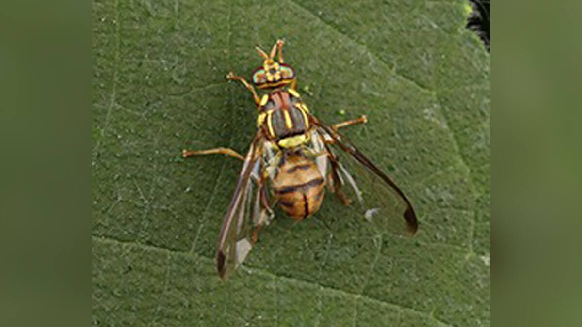 Invasion de mouches à fruits: un secteur de Los Angeles visé par une ...