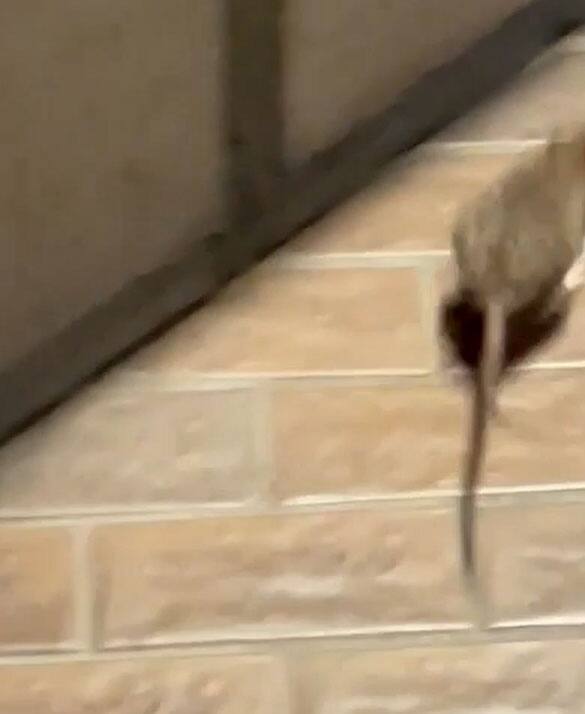 Un rat se promène à l’UQAM | Le Journal de Montréal
