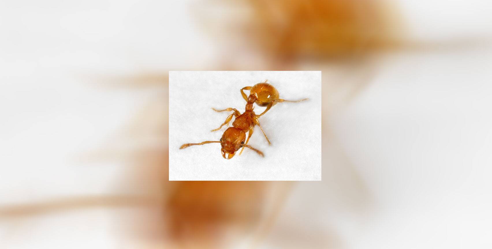 La dangereuse «fourmi électrique» détectée pour la première fois en ...