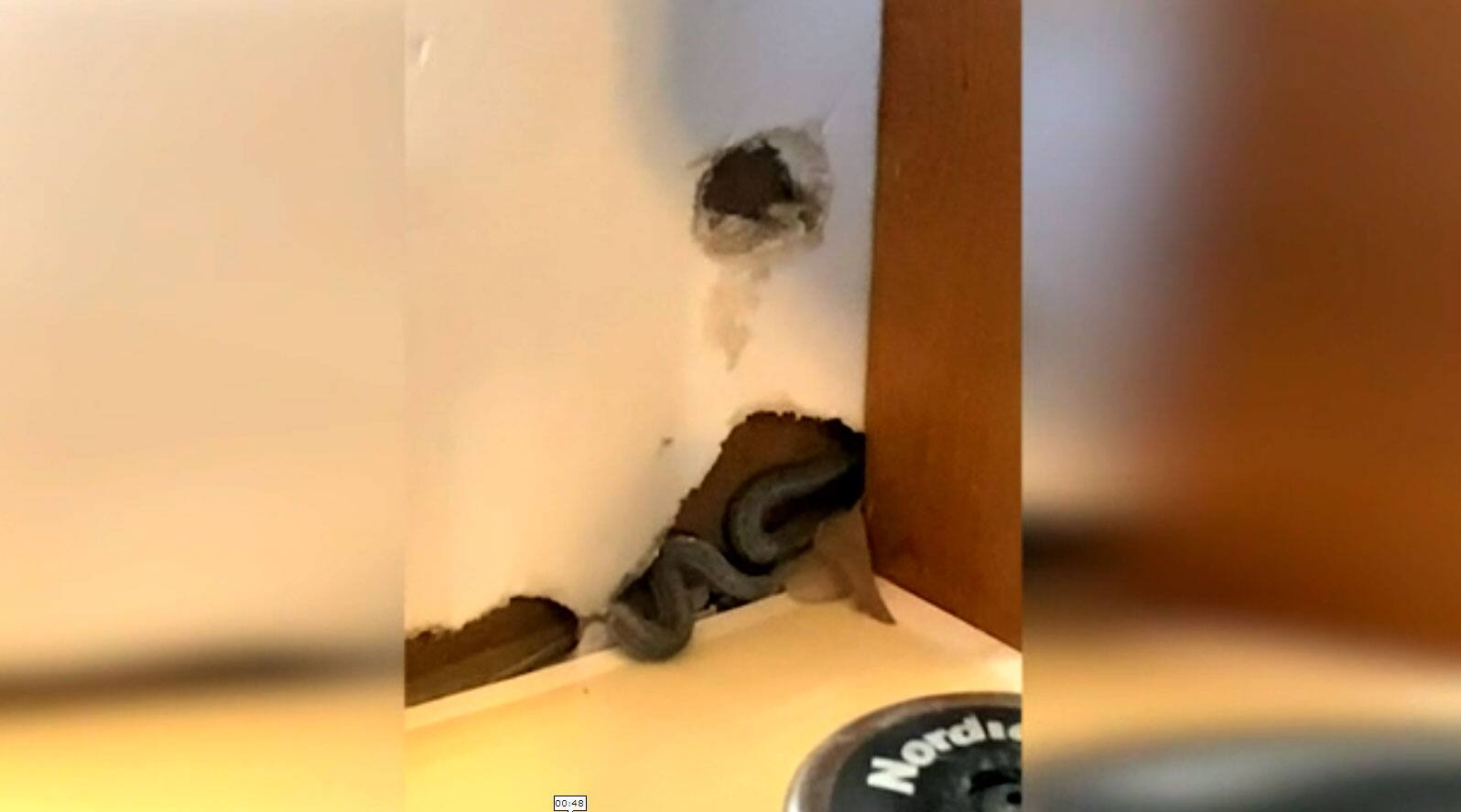 Vice caché? Elle découvre des dizaines de serpents dans sa 1re maison ...