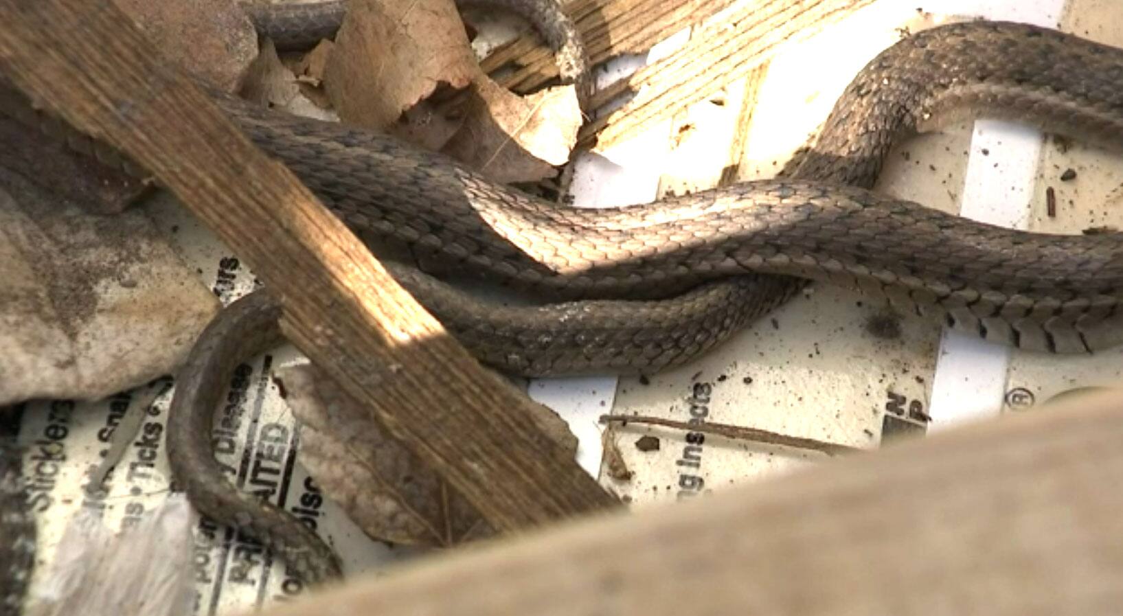 Vice caché? Elle découvre des dizaines de serpents dans sa 1re maison ...