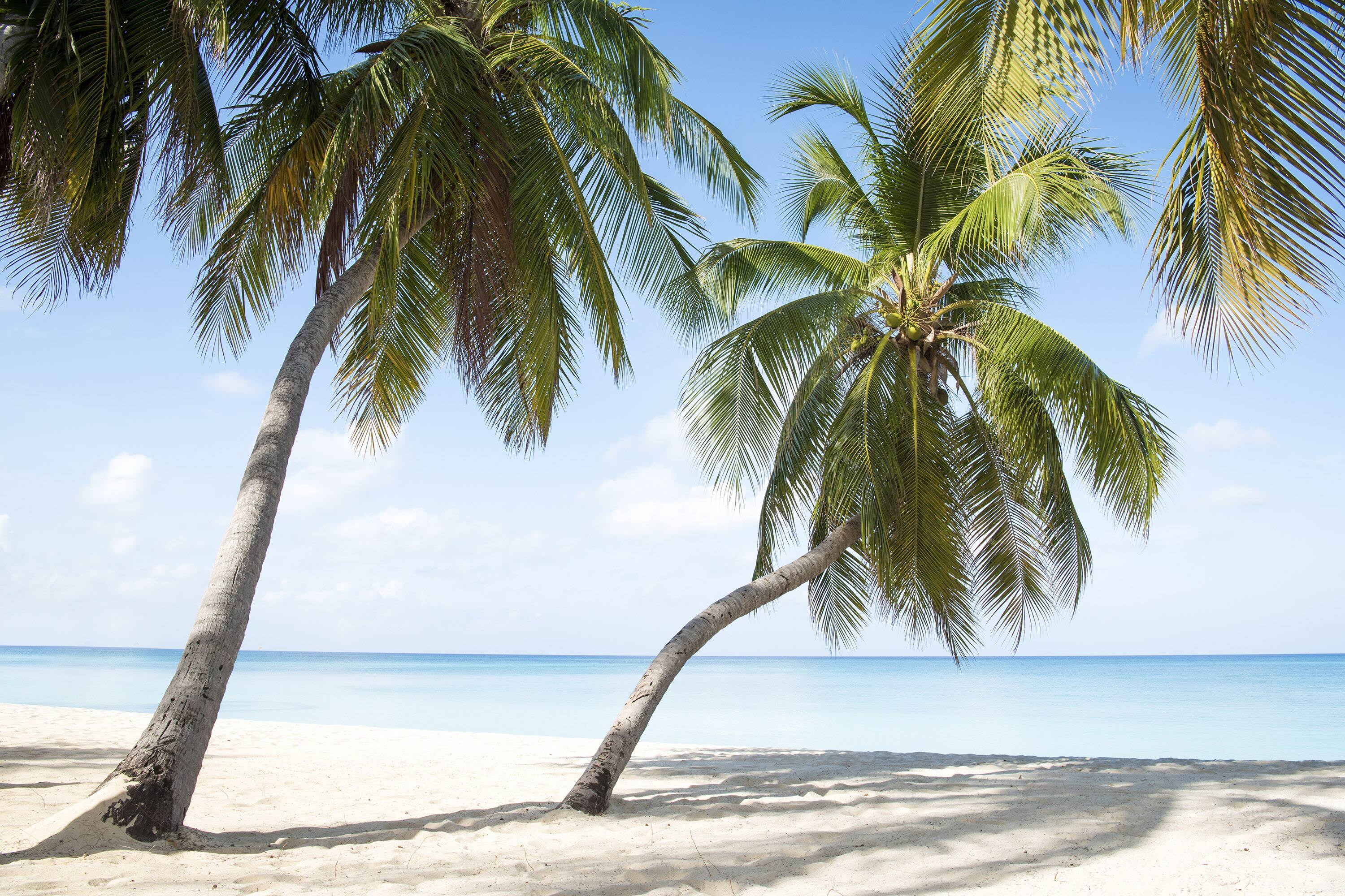 Îles Caïmans: séjour de luxe sur l'une des plus belles plages des ...