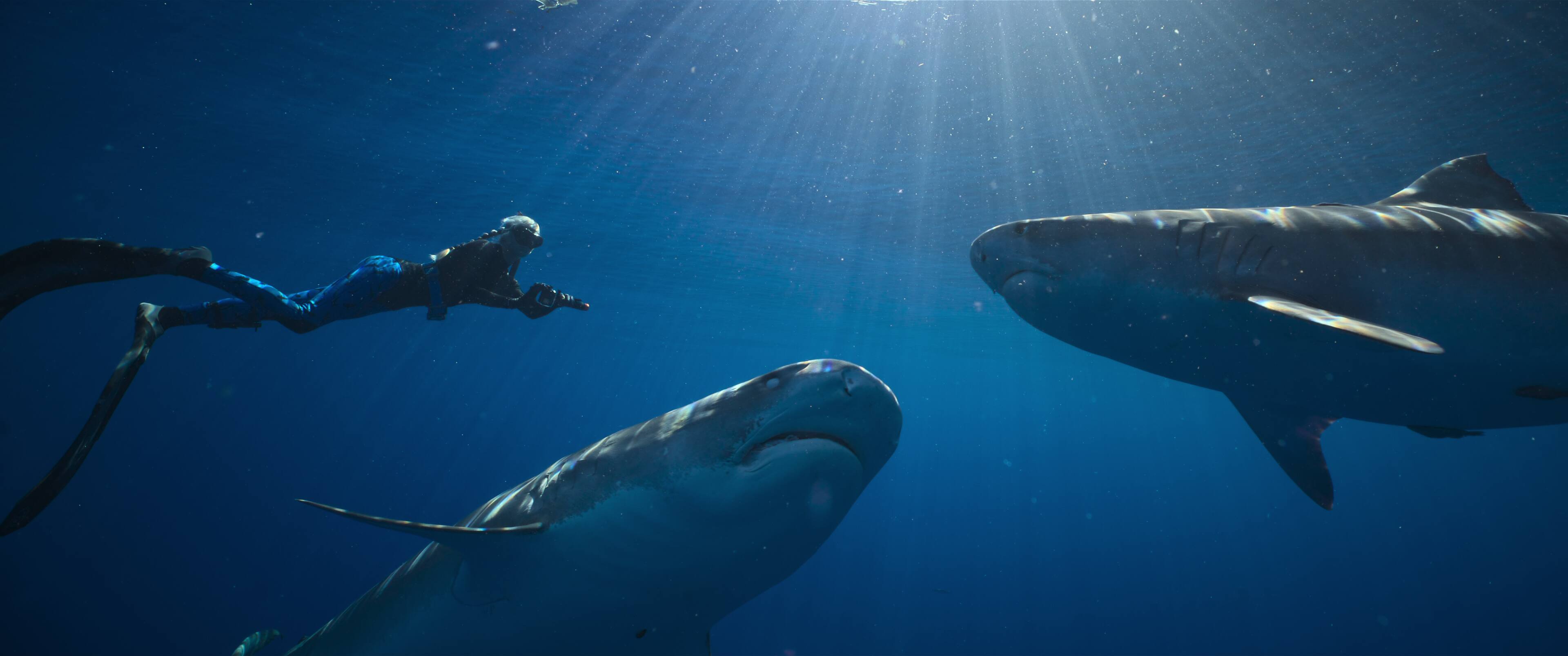 5 bonnes raisons de regarder le spectaculaire film documentaire Netflix «En paix avec les ...