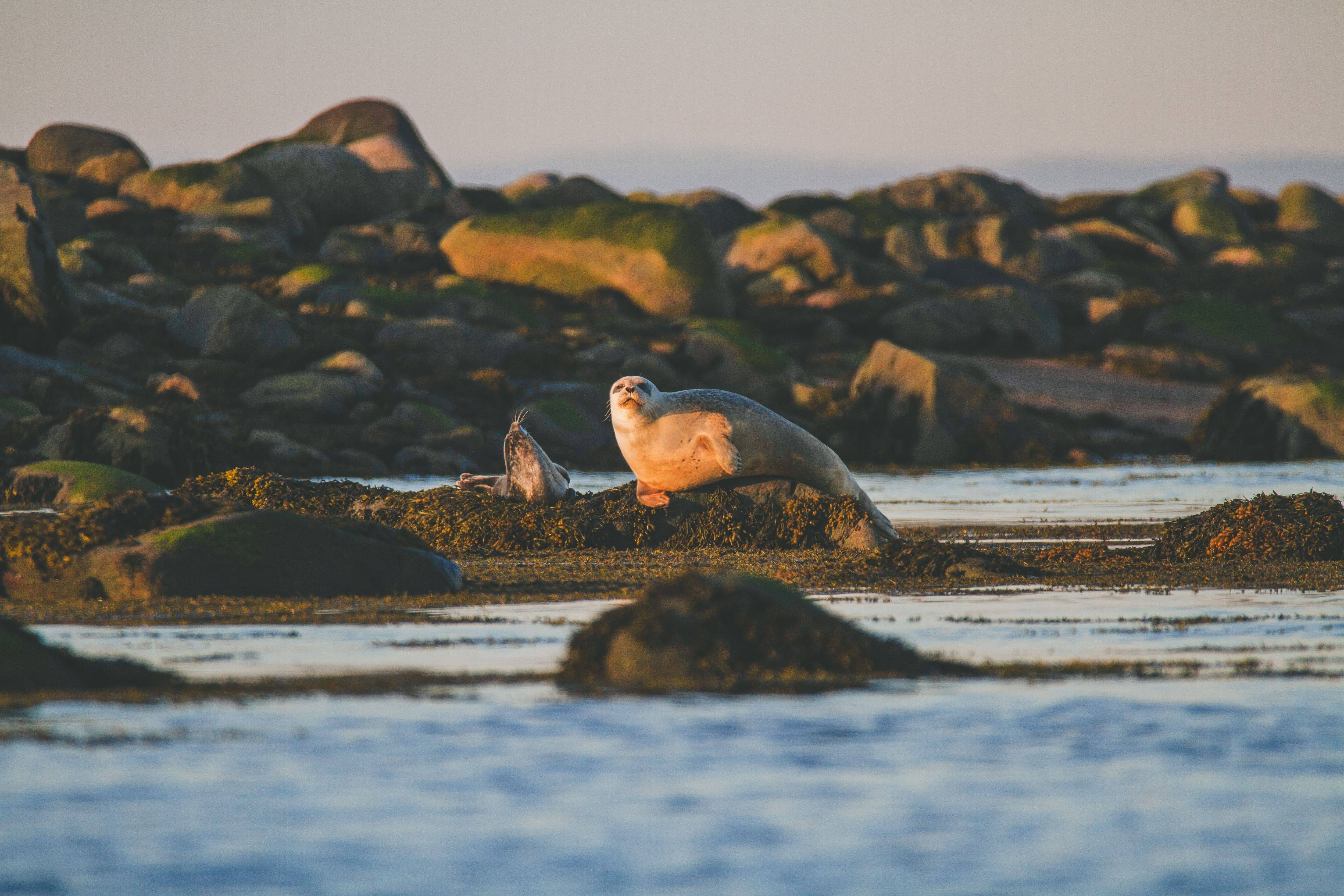 4 adresses à découvrir absolument dans le Bas-Saint-Laurent | JDM