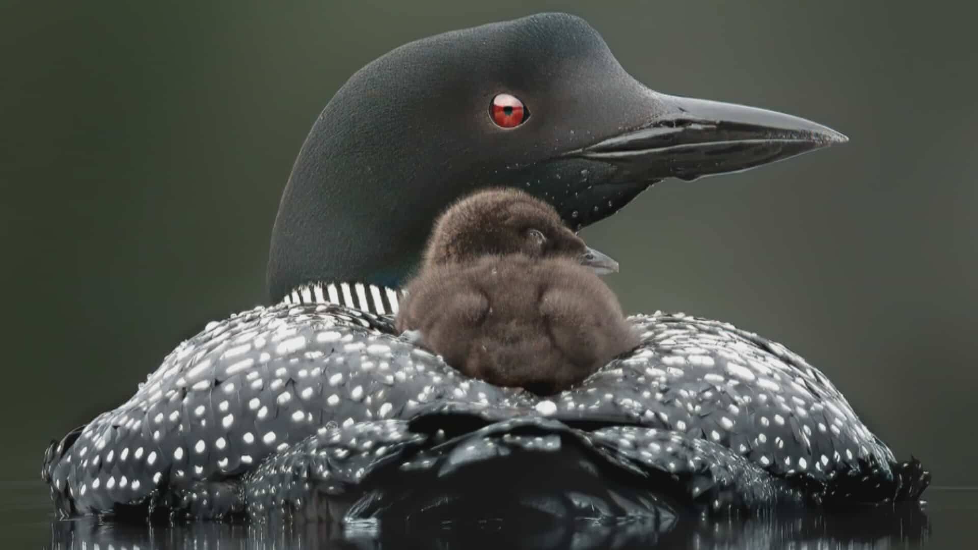Apprivoiser En Images La Faune Sauvage Tva Nouvelles