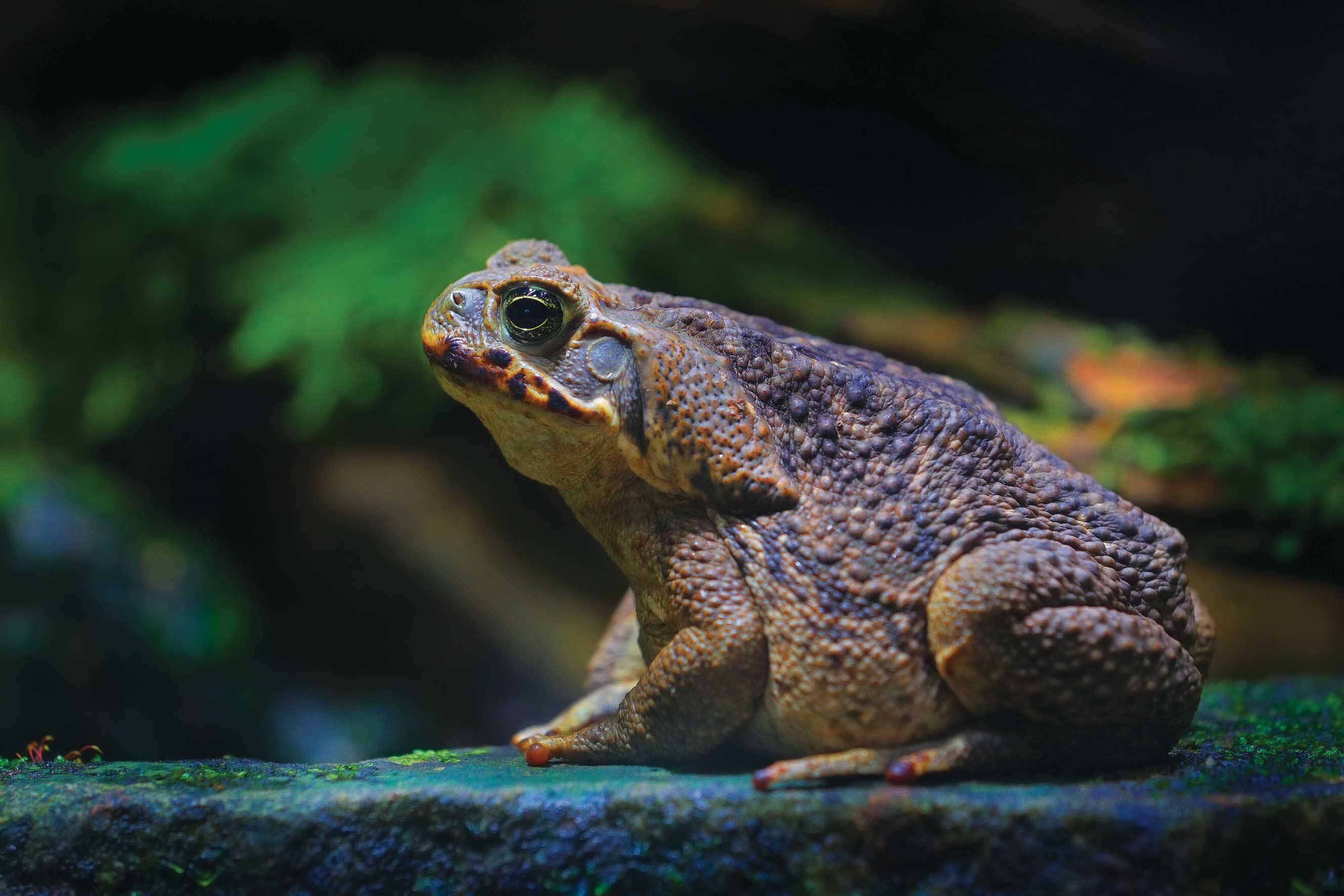 Toadzilla le crapaud géant | Le Journal de Montréal
