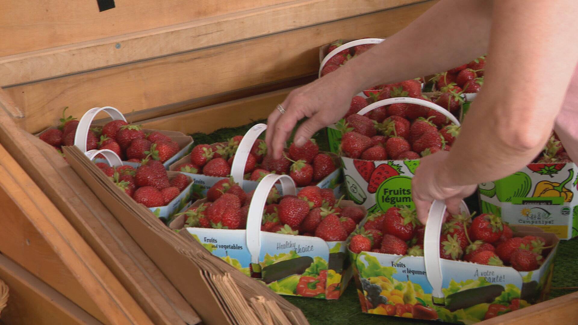Vague de chaleur: l'autocueillette de fraises écourtée | TVA Nouvelles