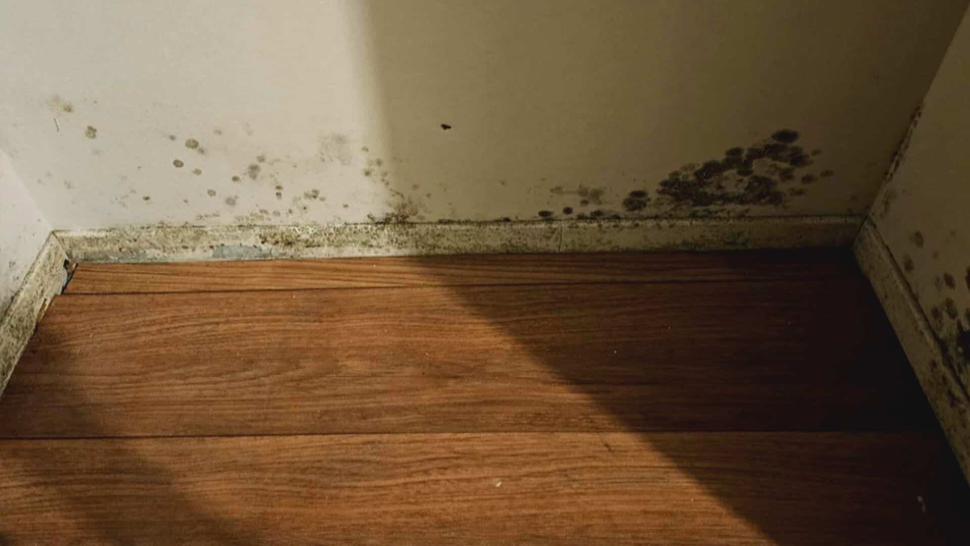 Des champignons partout dans son logement; le propriétaire ne bouge pas ...