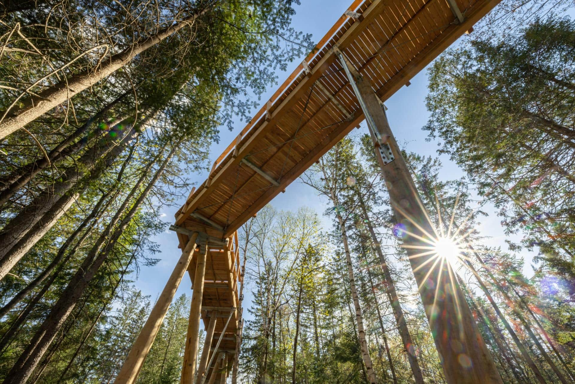 Un sentier à la cime des arbres et une immense tour s’installent dans ...