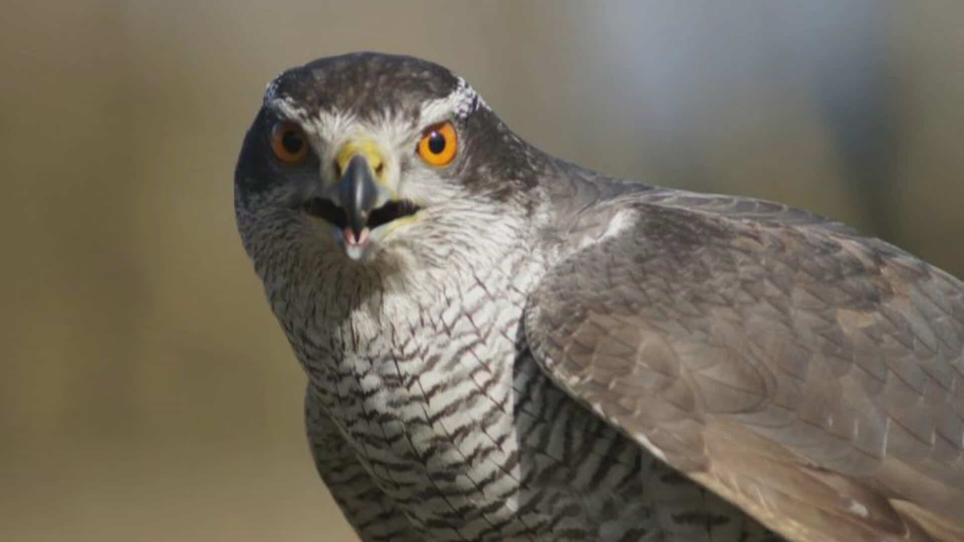 Des randonneurs de l'Estrie attaqués par un oiseau de proie | TVA Nouvelles