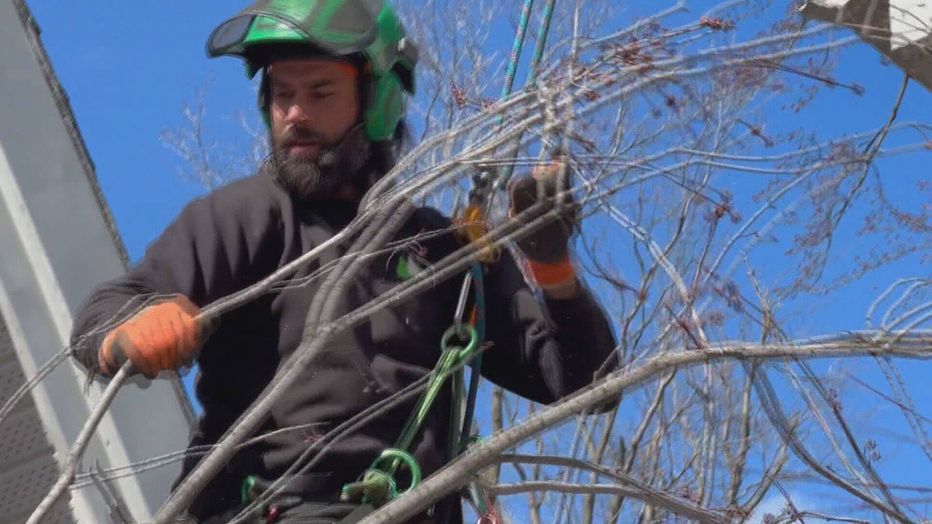 The pruning crews are at work to limit the damage from the storm – Archyde
