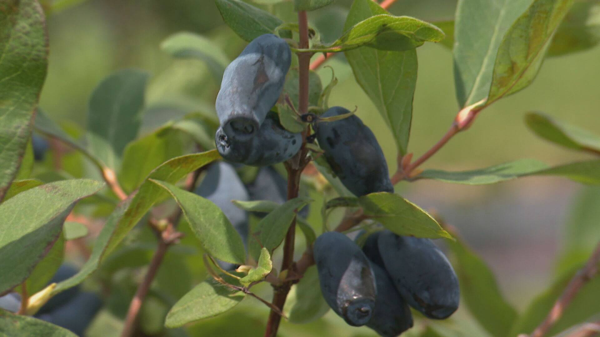 Découvrez ce fruit: c’est la saison de la camerise! | TVA Nouvelles