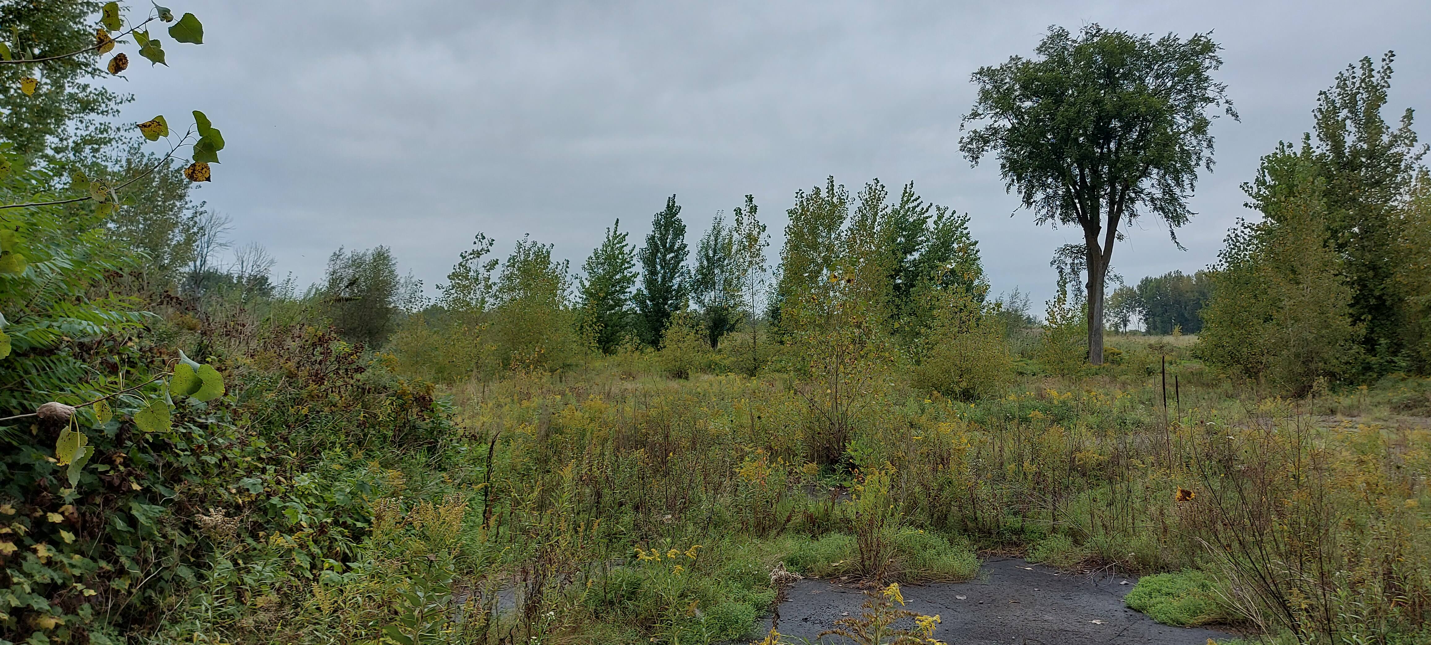 Northvolt achète pour 240 M$ le terrain de sa future méga-usine de ...