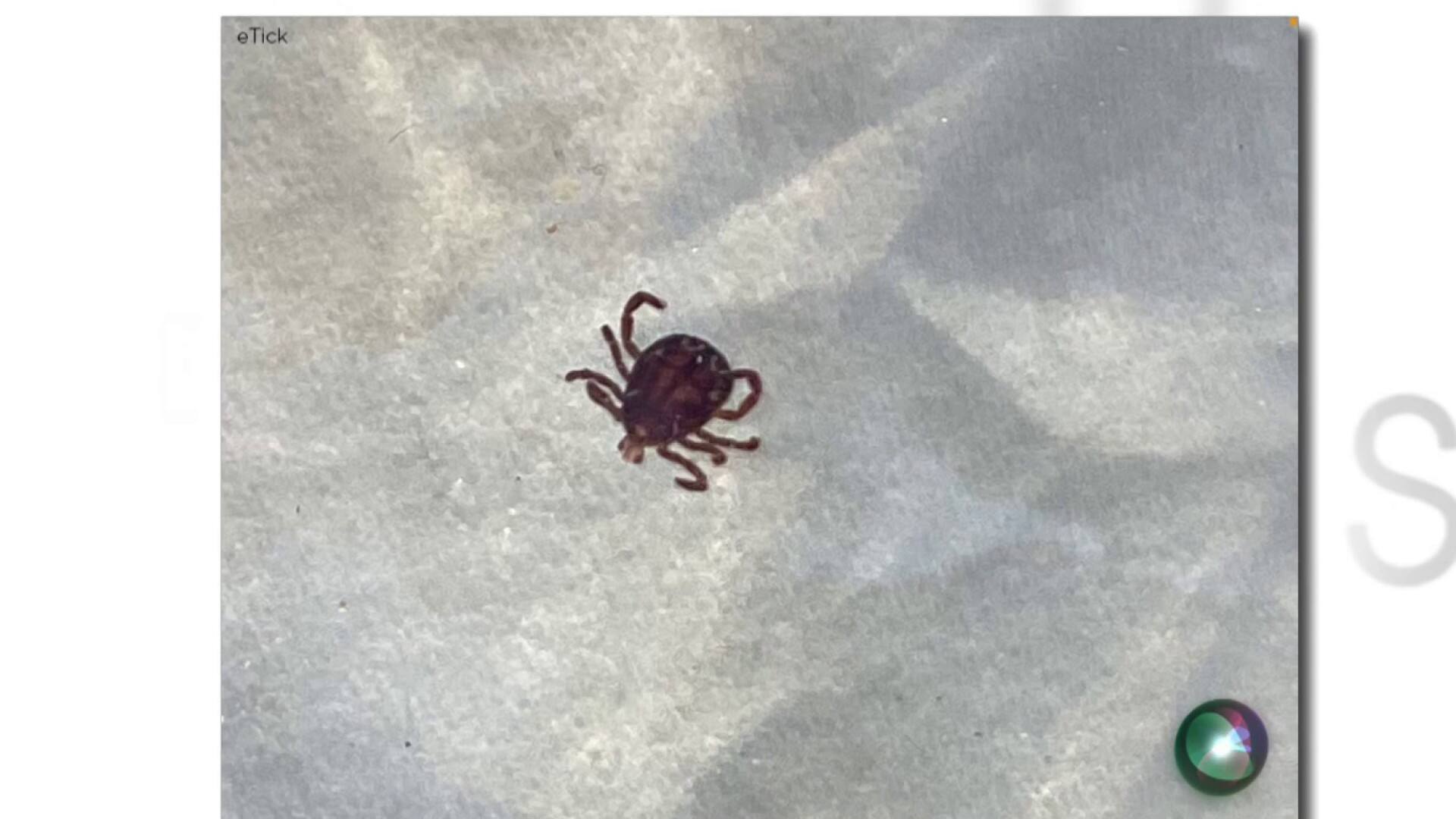 Tique étoilée d’Amérique: une nouvelle espèce préoccupante au Québec ...