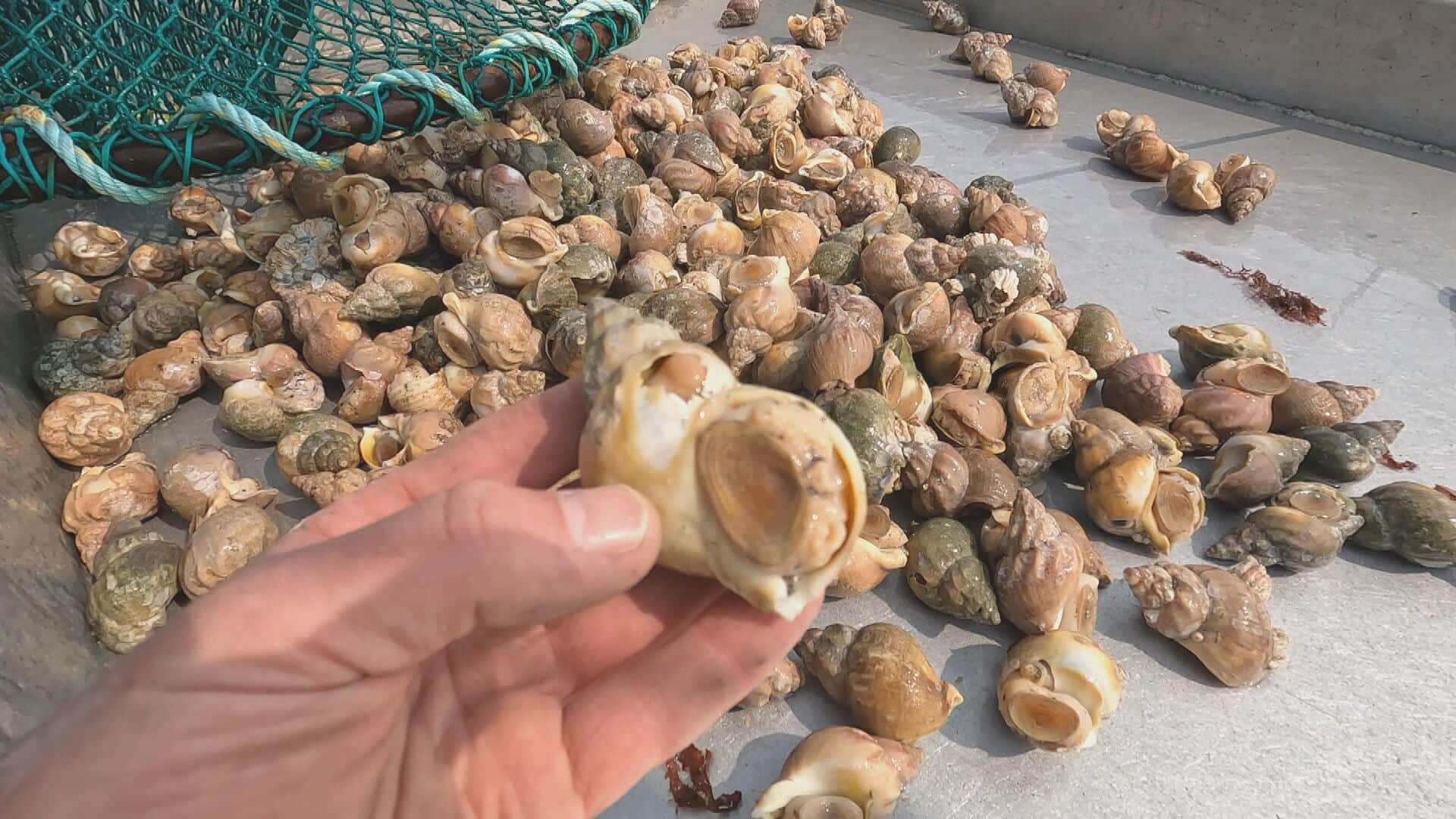 Une entreprise veut vous faire découvrir le bourgot | TVA Nouvelles