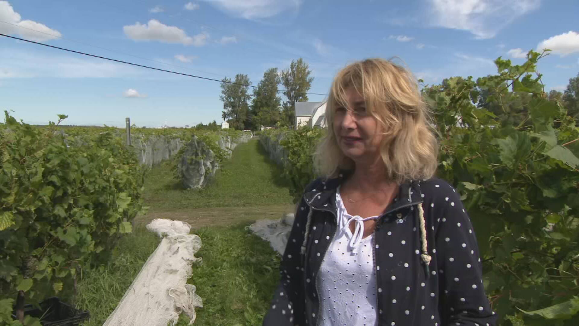 «Ce cadeau a changé ma vie»: posséder un vignoble, un rêve devenu ...
