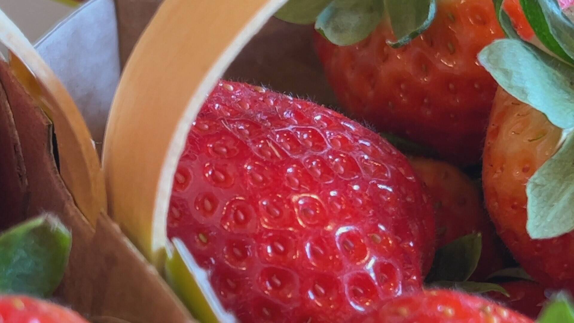 Qu’est-ce qui rend la fraise du Québec aussi délicieuse? | TVA Nouvelles