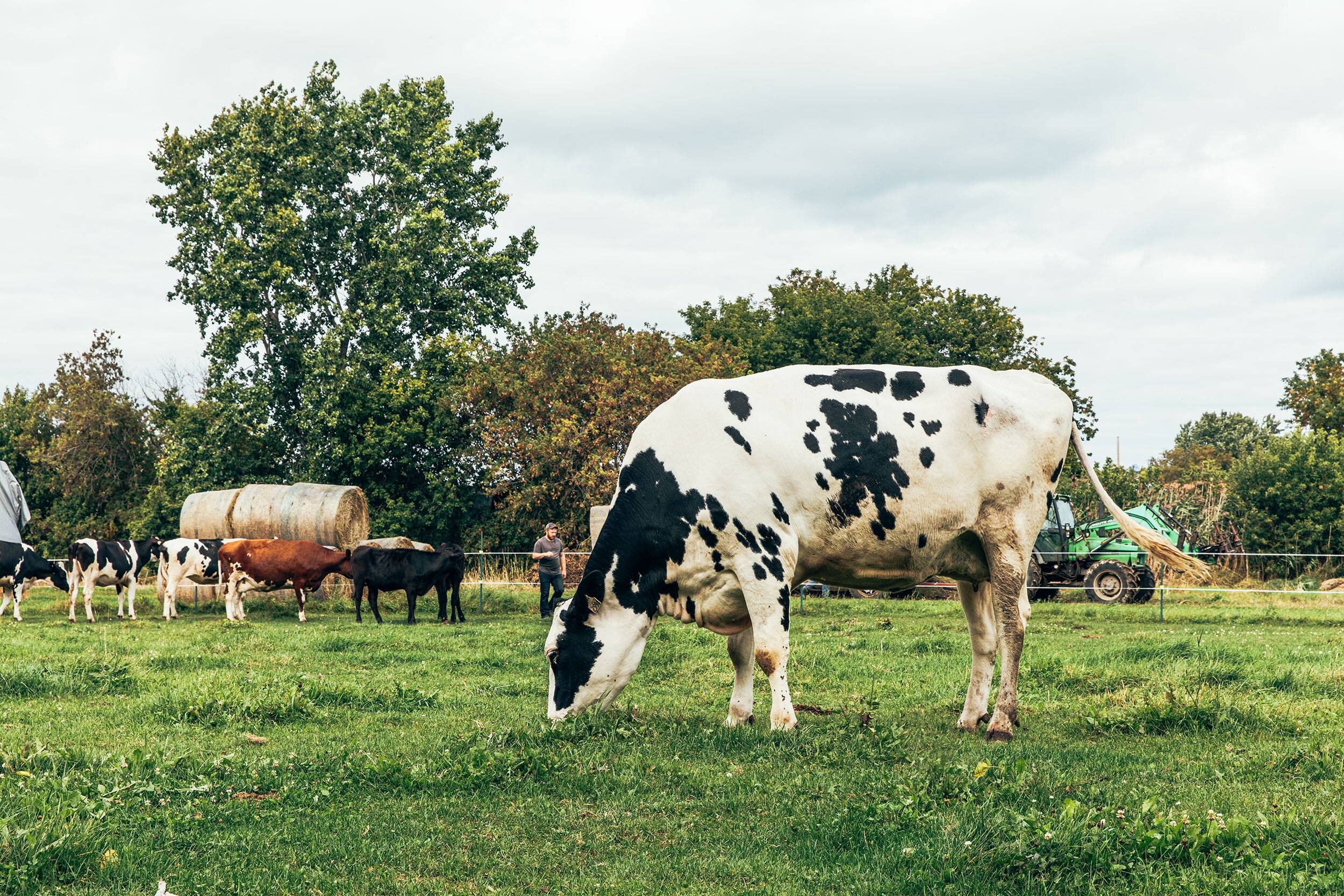 Connaissez-vous ces 4 faits inusités sur le secteur laitier du Québec ...