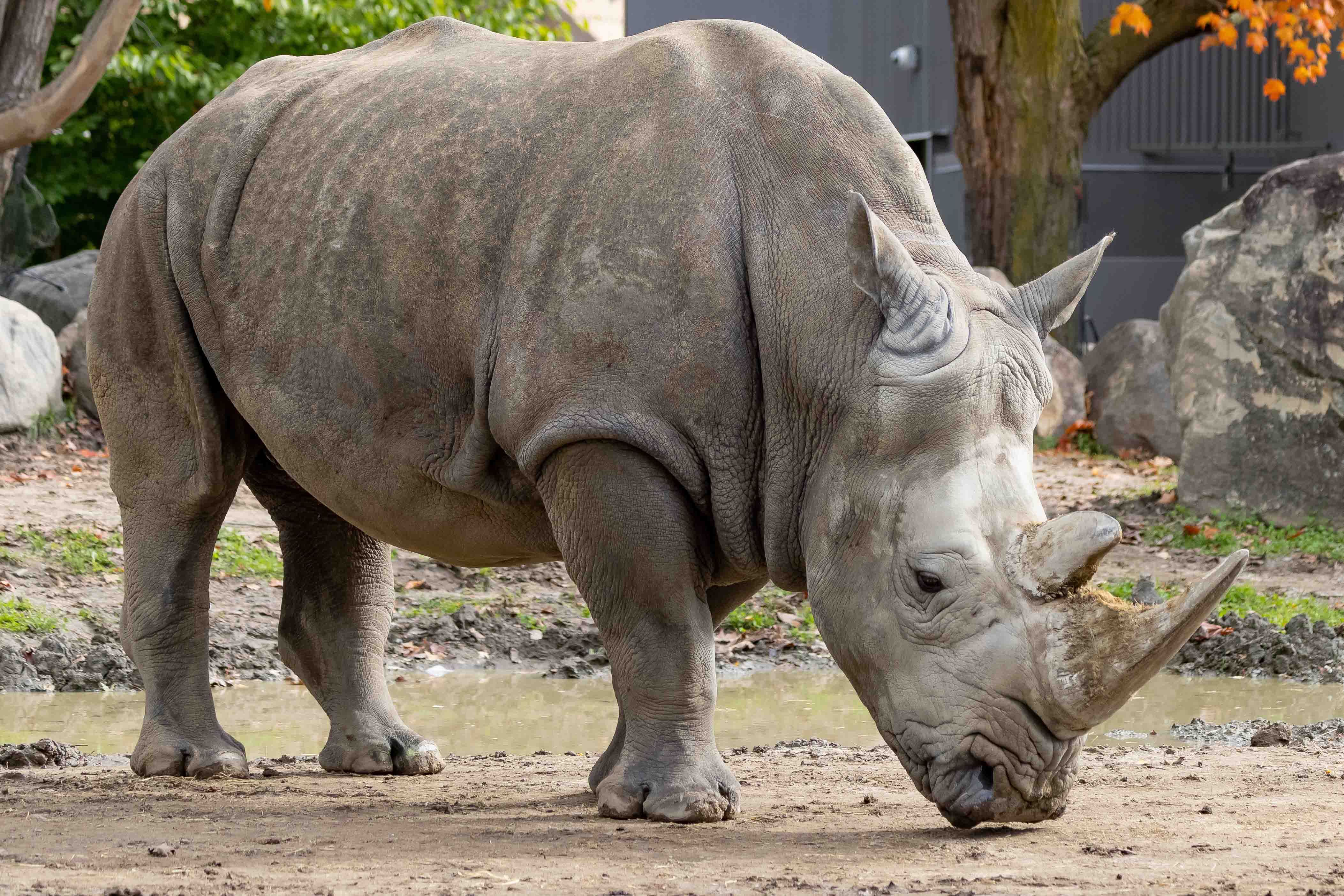 Le Zoo de Granby fait deux nouvelles acquisitions | TVA Nouvelles