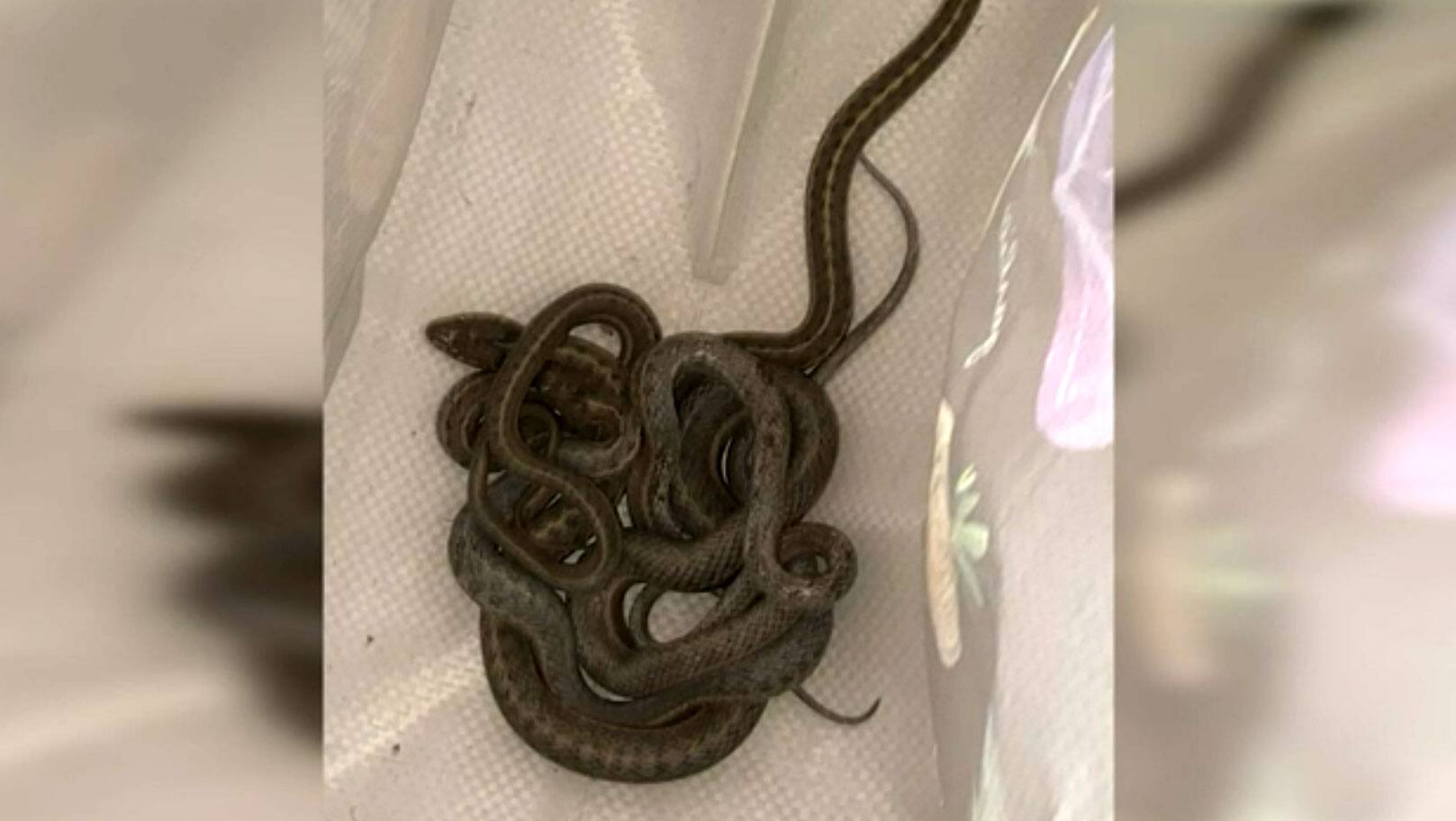 Vice caché? Elle découvre des dizaines de serpents dans sa 1re maison ...