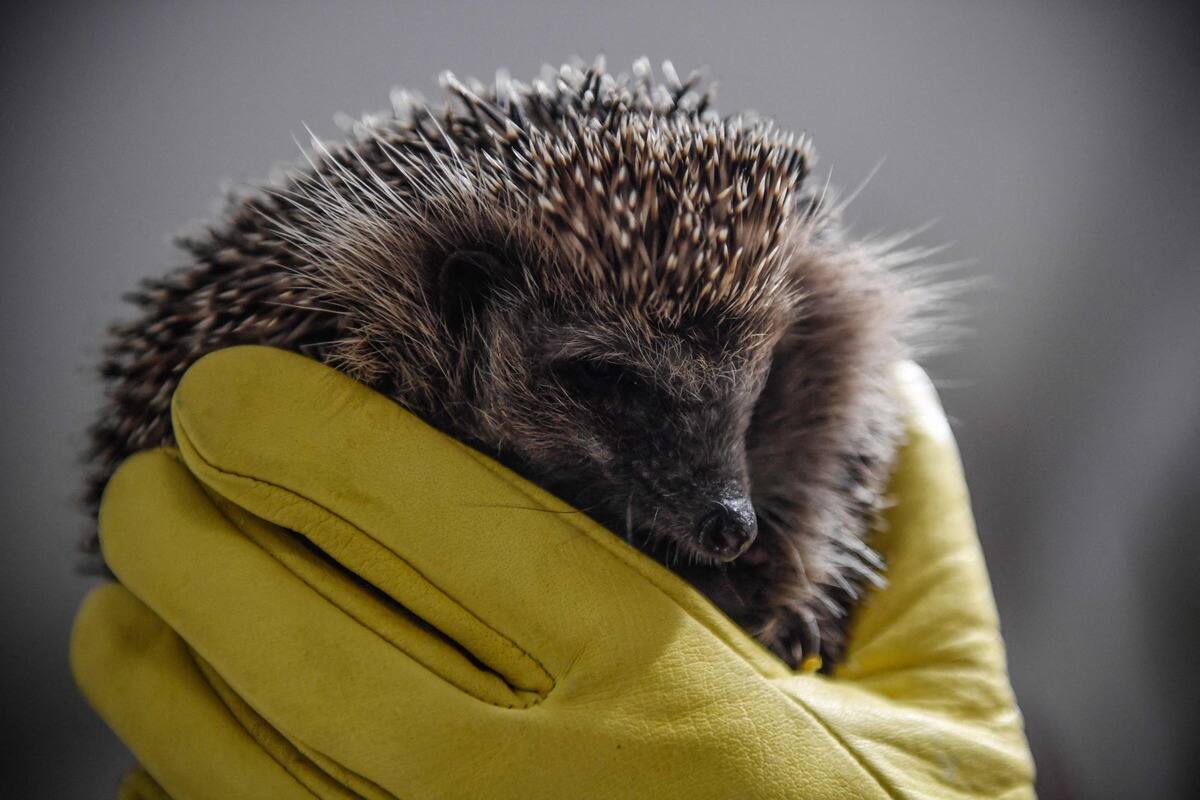 Découverte d’un hérisson européen ayant vécu 16 ans, soit 7 années de ...